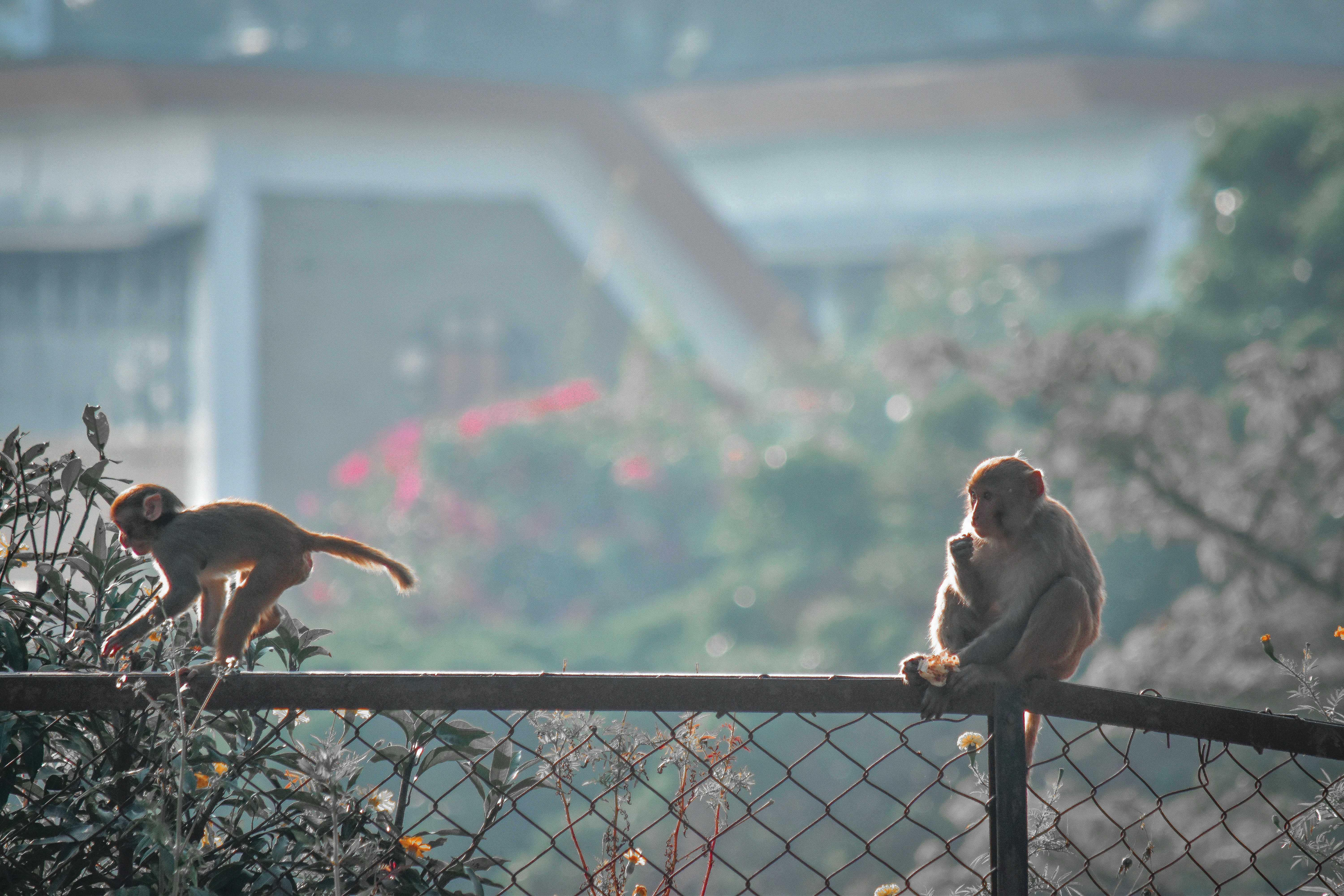 a couple of monkeys sitting on top of a fence