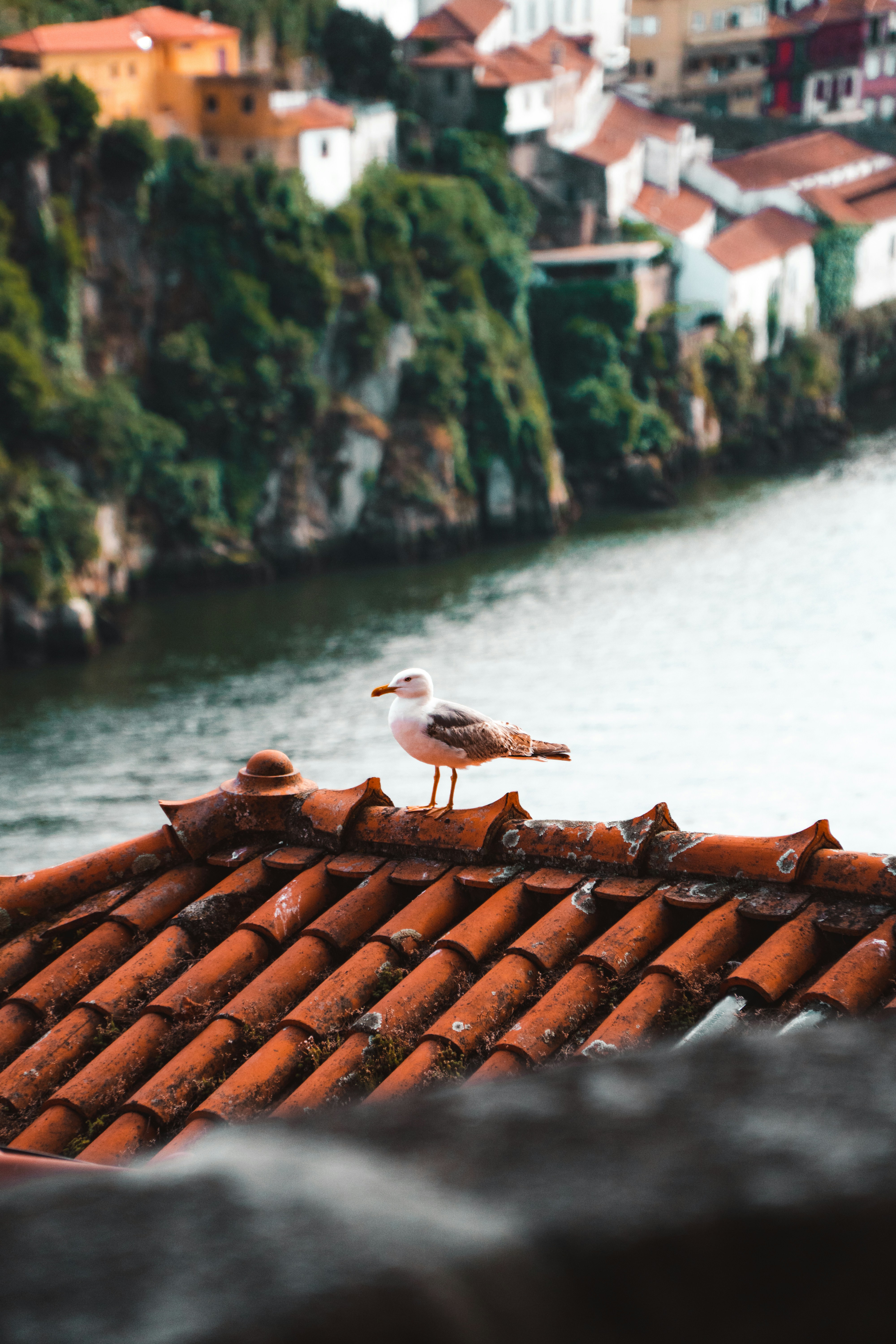 Seagull on Terracotta Roof Overlooking a Riverside Village