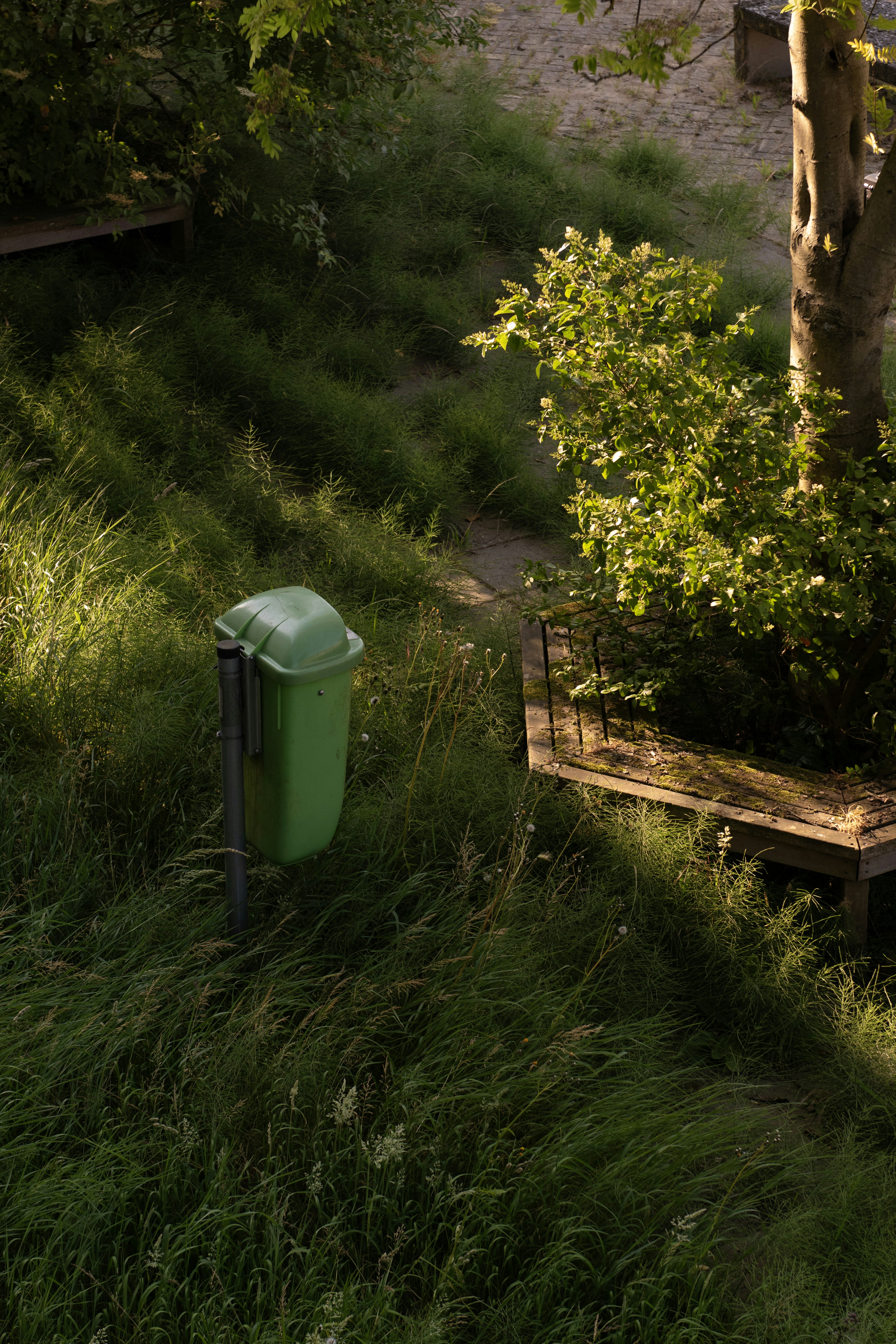Green Alleyway: A municipal bin and sunlit plant life in a neglected garden corner