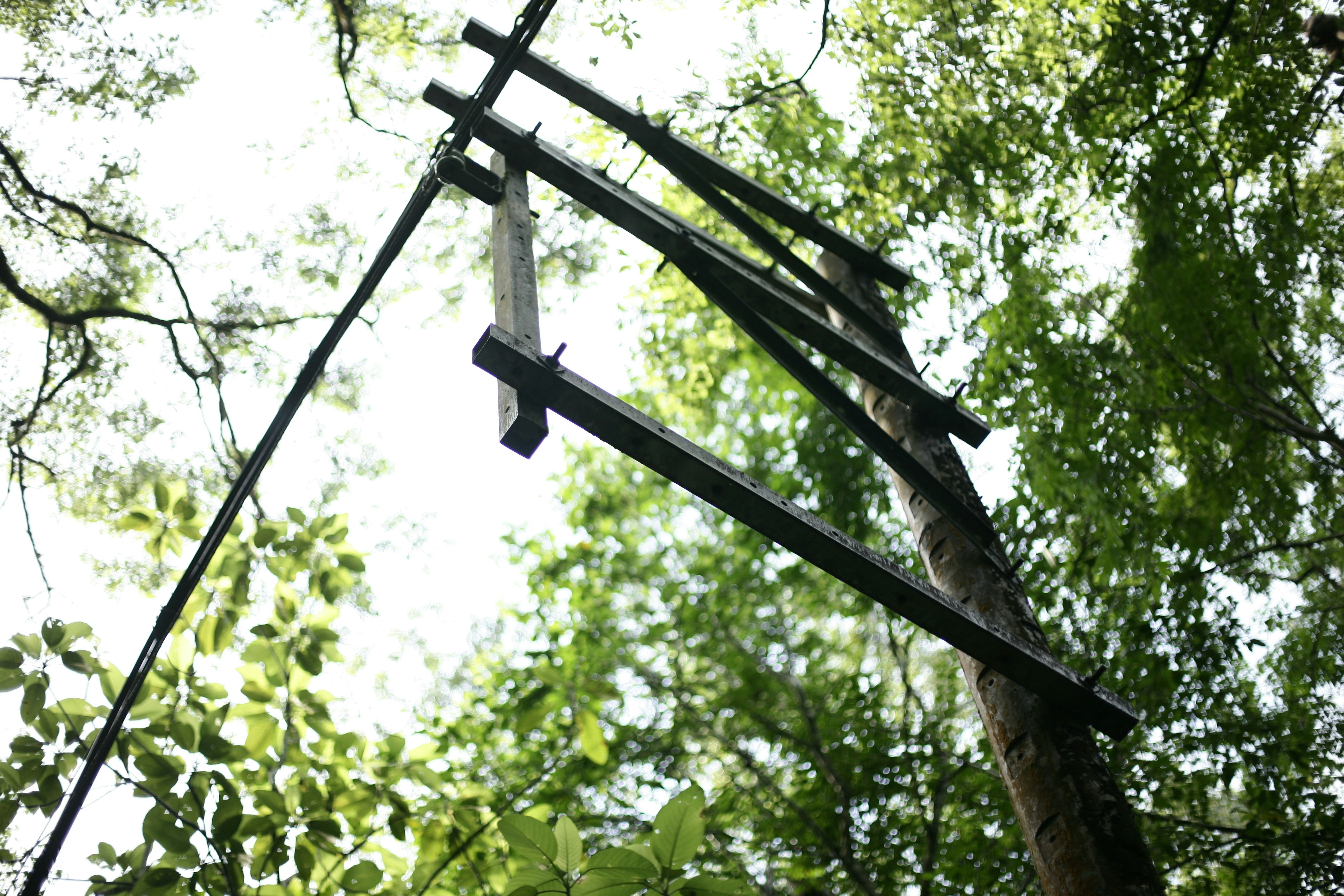 A telephone pole in the middle of a forest photo – Free Image on Unsplash