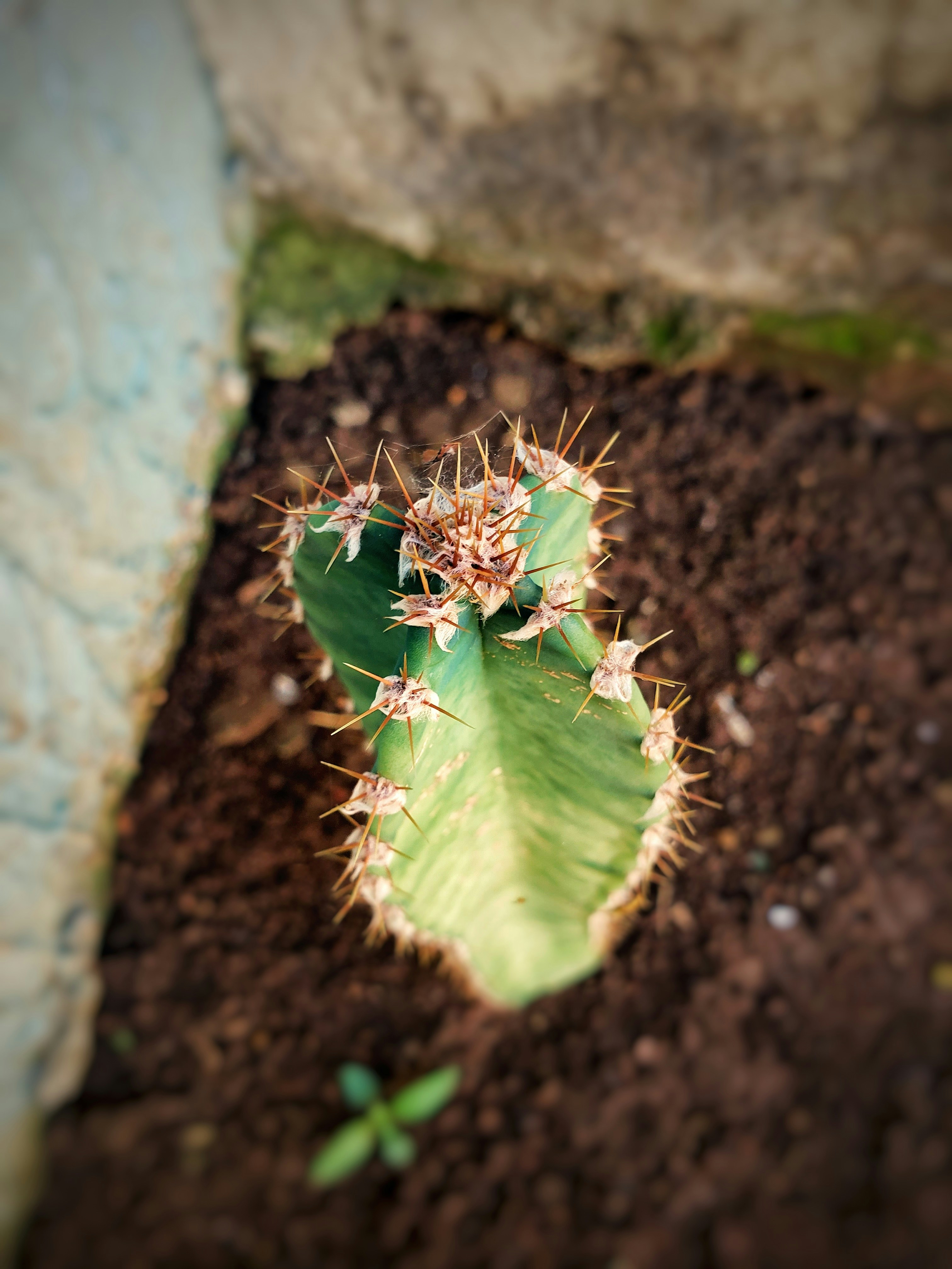 Up-Close Crown: A Tiny Cactus Guarded by Sharp Spines