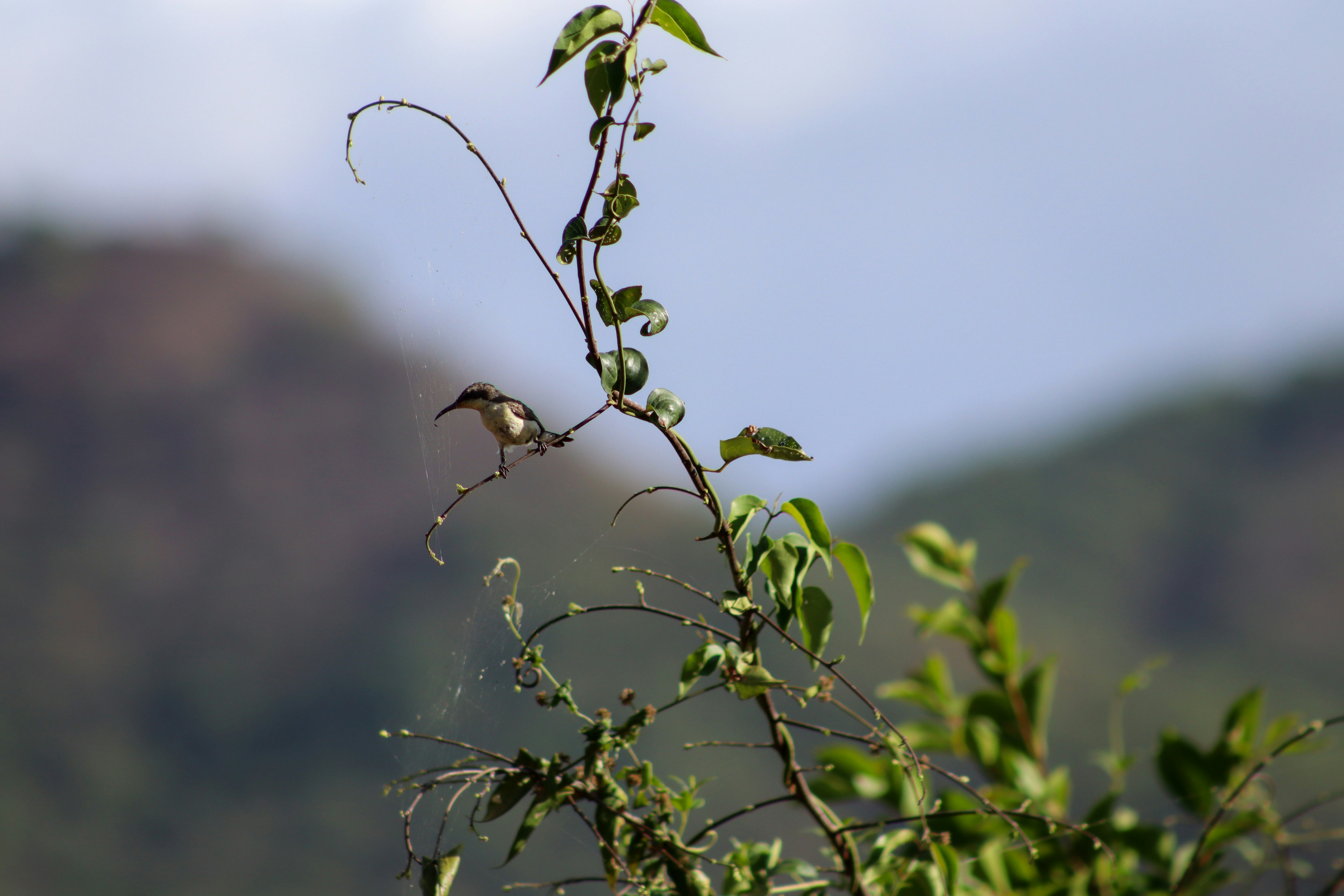 Whisper on a Thorn: A Tiny Warbler in a Quiet Landscape