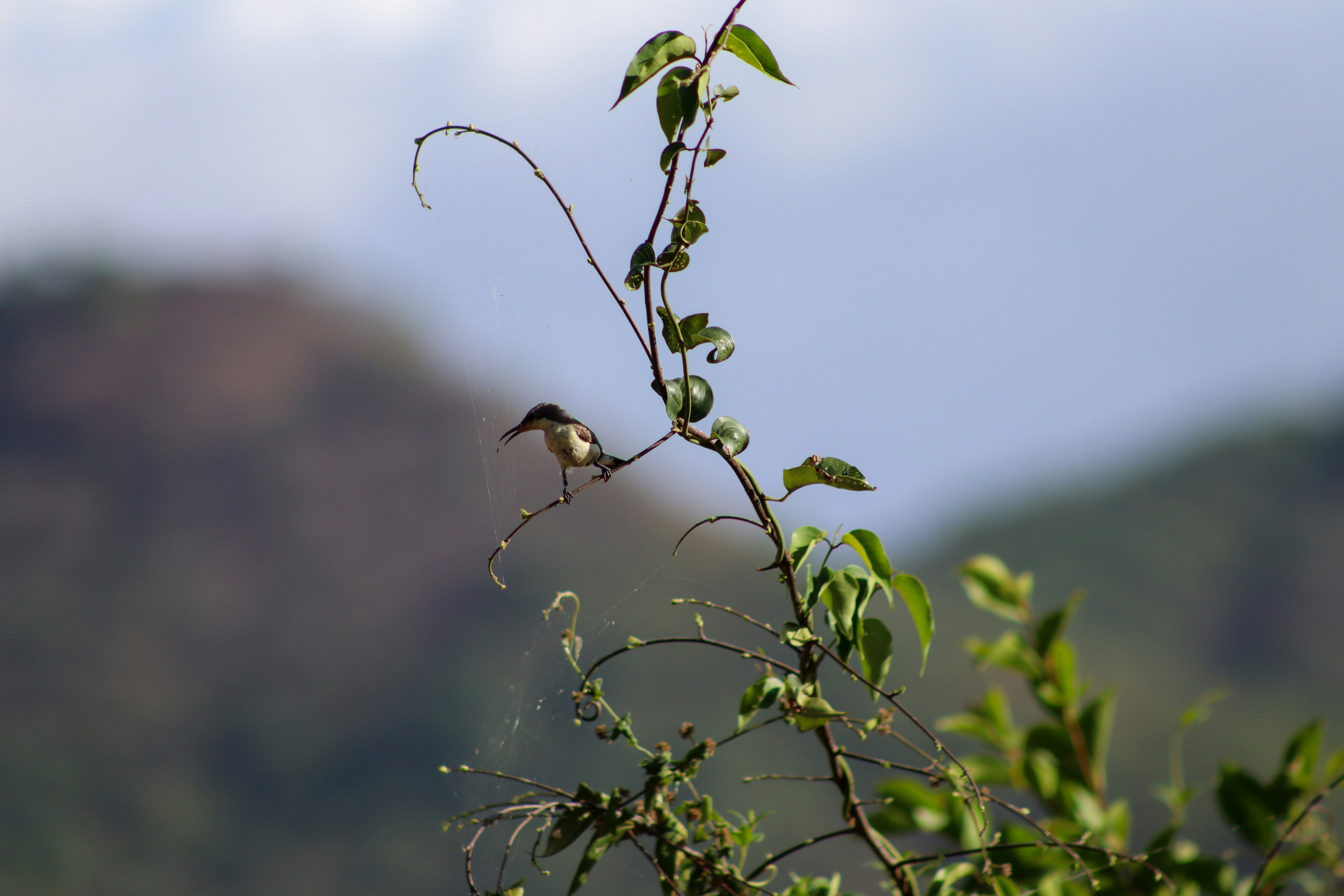 Tiny Songbird on a Thorned Branch Against a Distant Blue Hills Backdrop