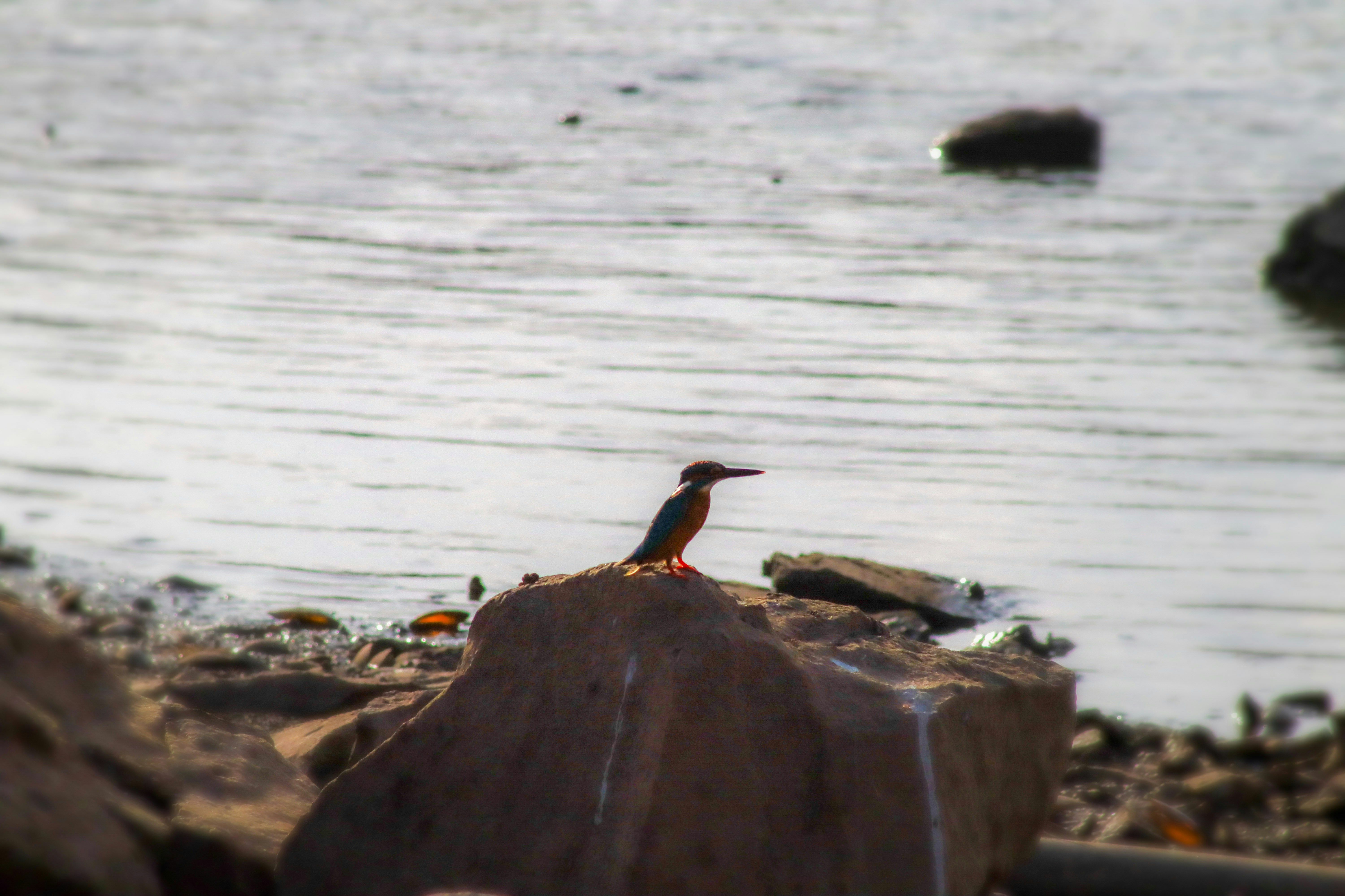 Kingfisher Sentinel on the Rock