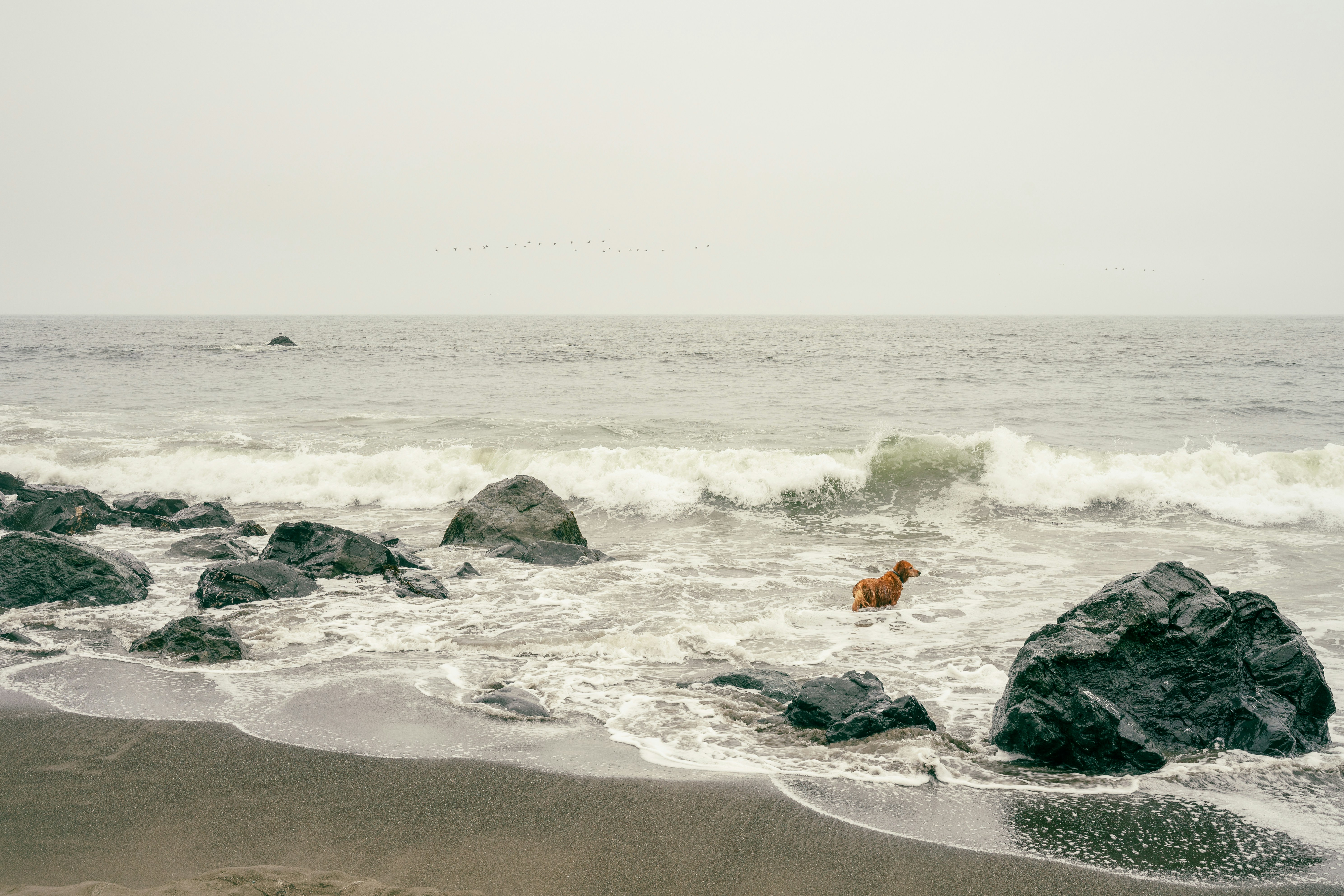 Edge of Calm: A Beach Dog Pauses Among Weathered Rocks