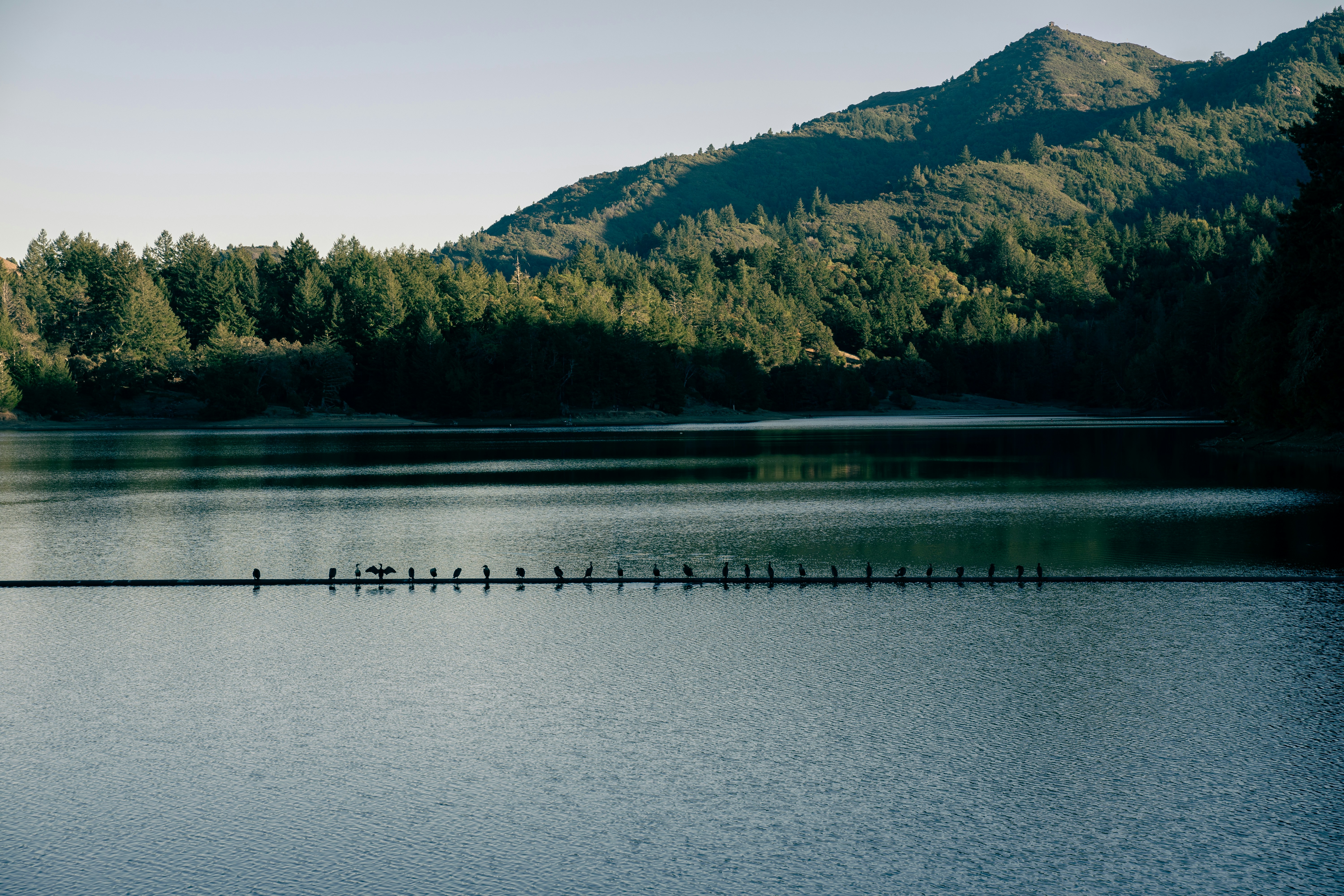 Line of Birds Across a Glassy Lake Beneath a Forested Ridge