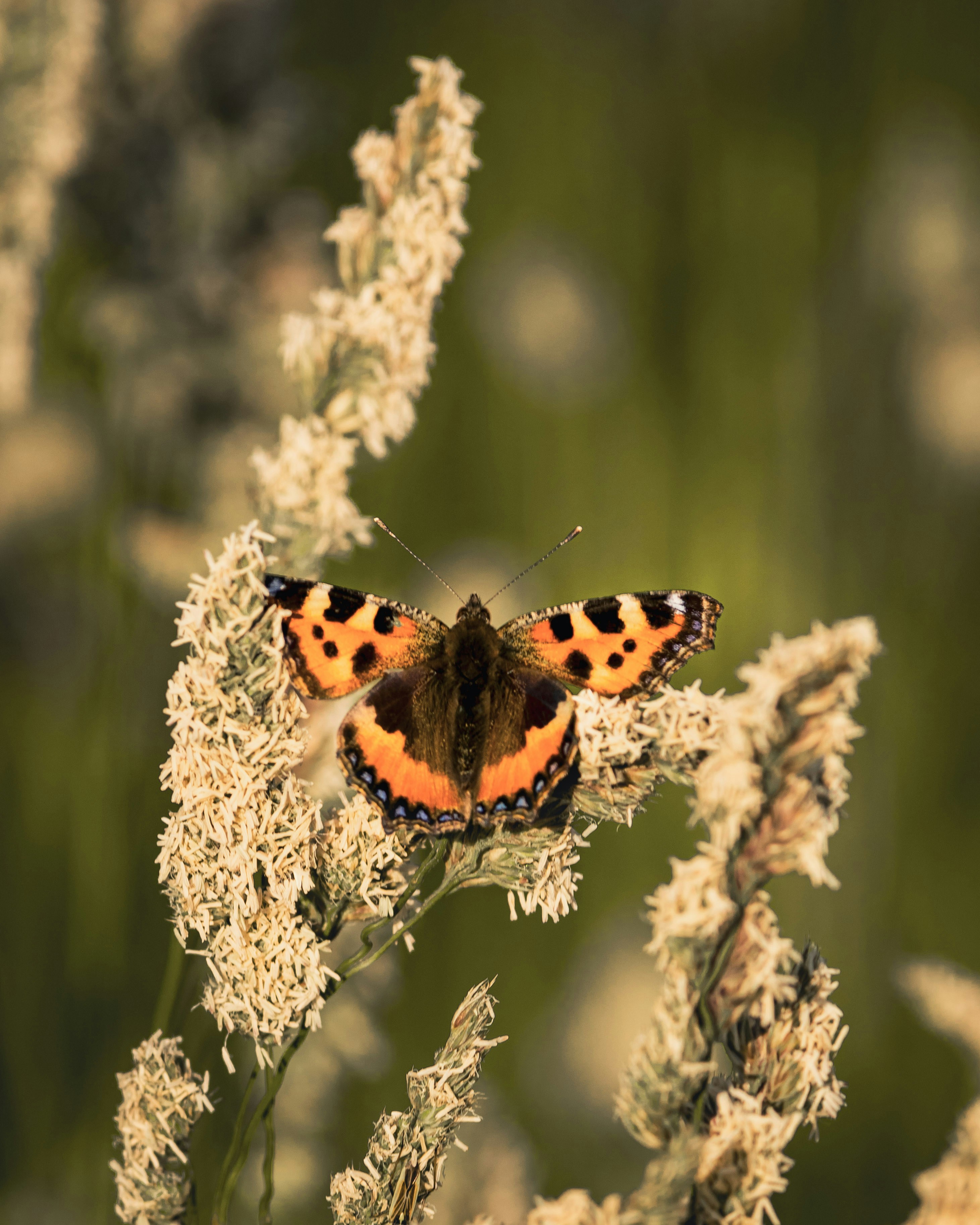Amber-winged butterfly perches on sunlit seedheads in a quiet meadow