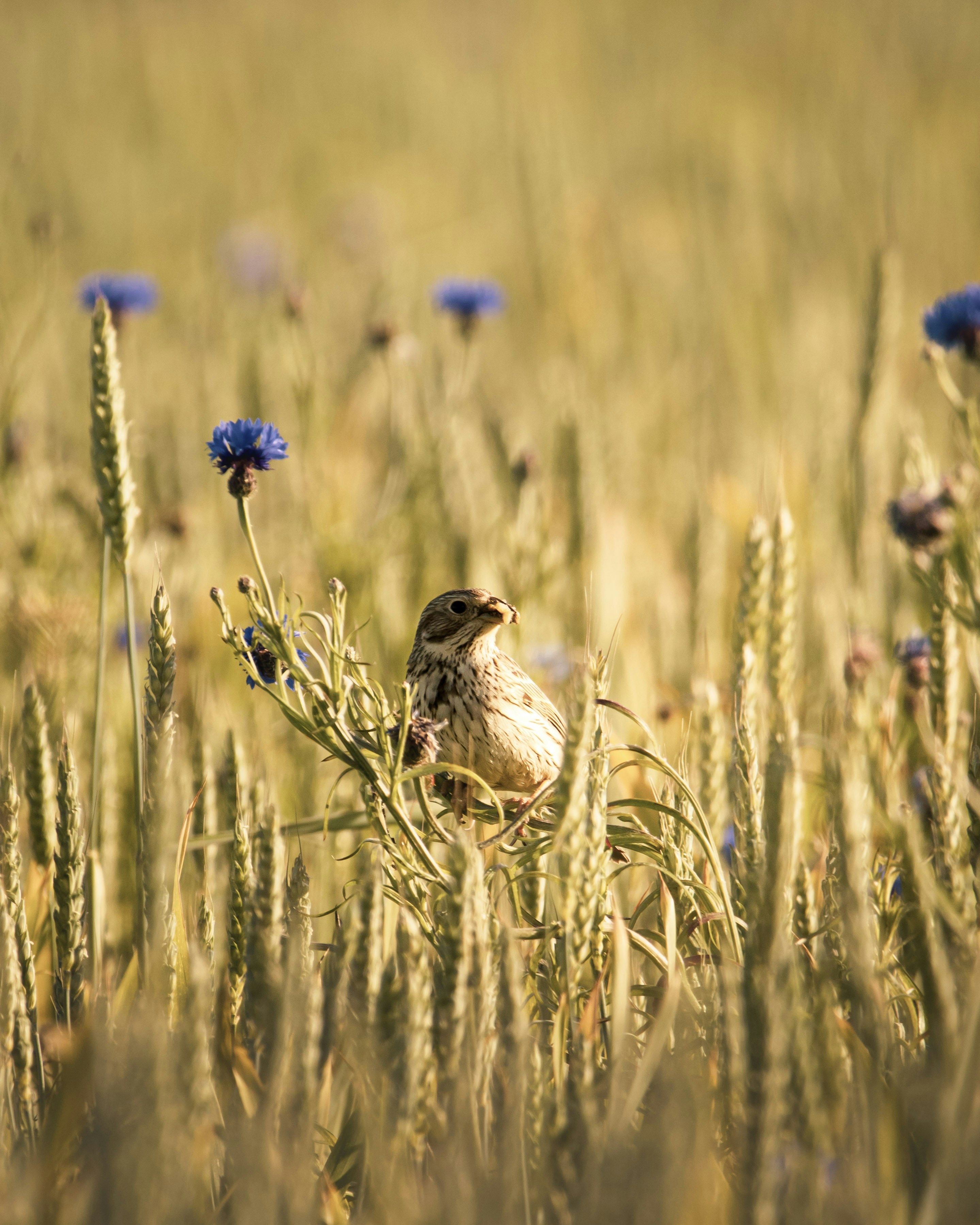 Amber Meadow Sentinel: a lone bird amid tall grass and cobalt blooms