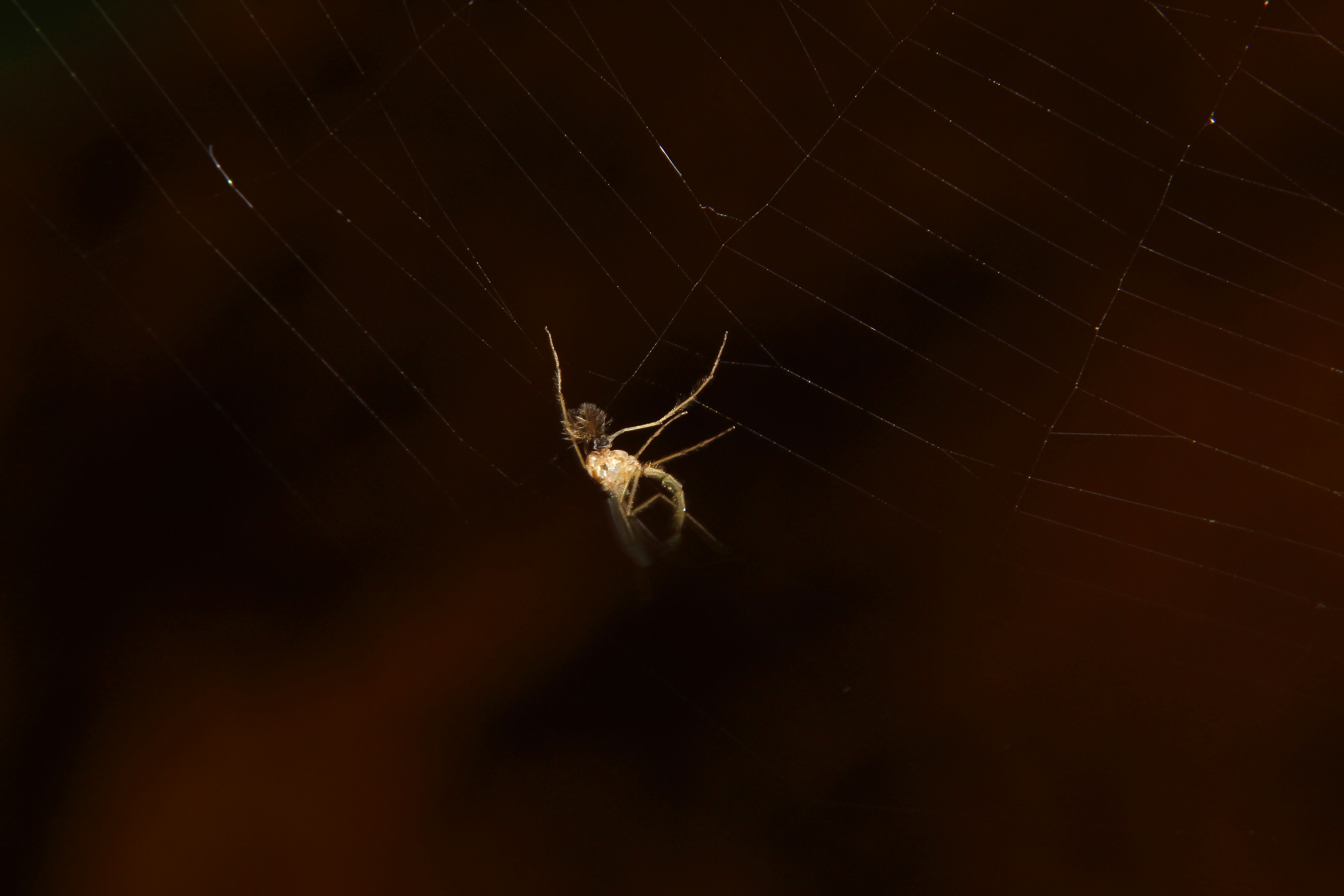 A close-up of a spider delicately suspended in its web, showcasing intricate silk threads against a softly blurred background.
