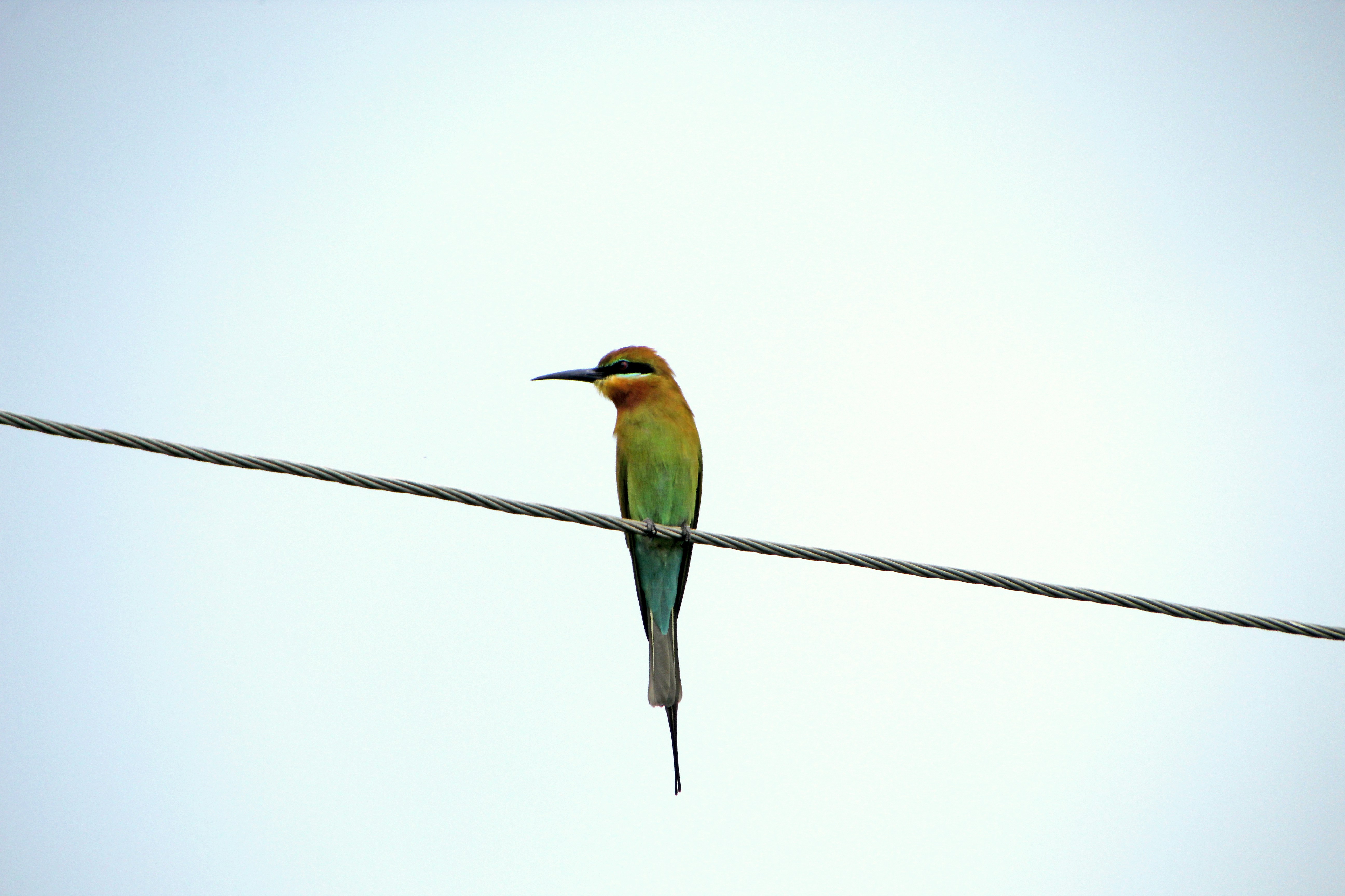 Emerald Bee-eater on a Thin Wire Under a Quiet Sky