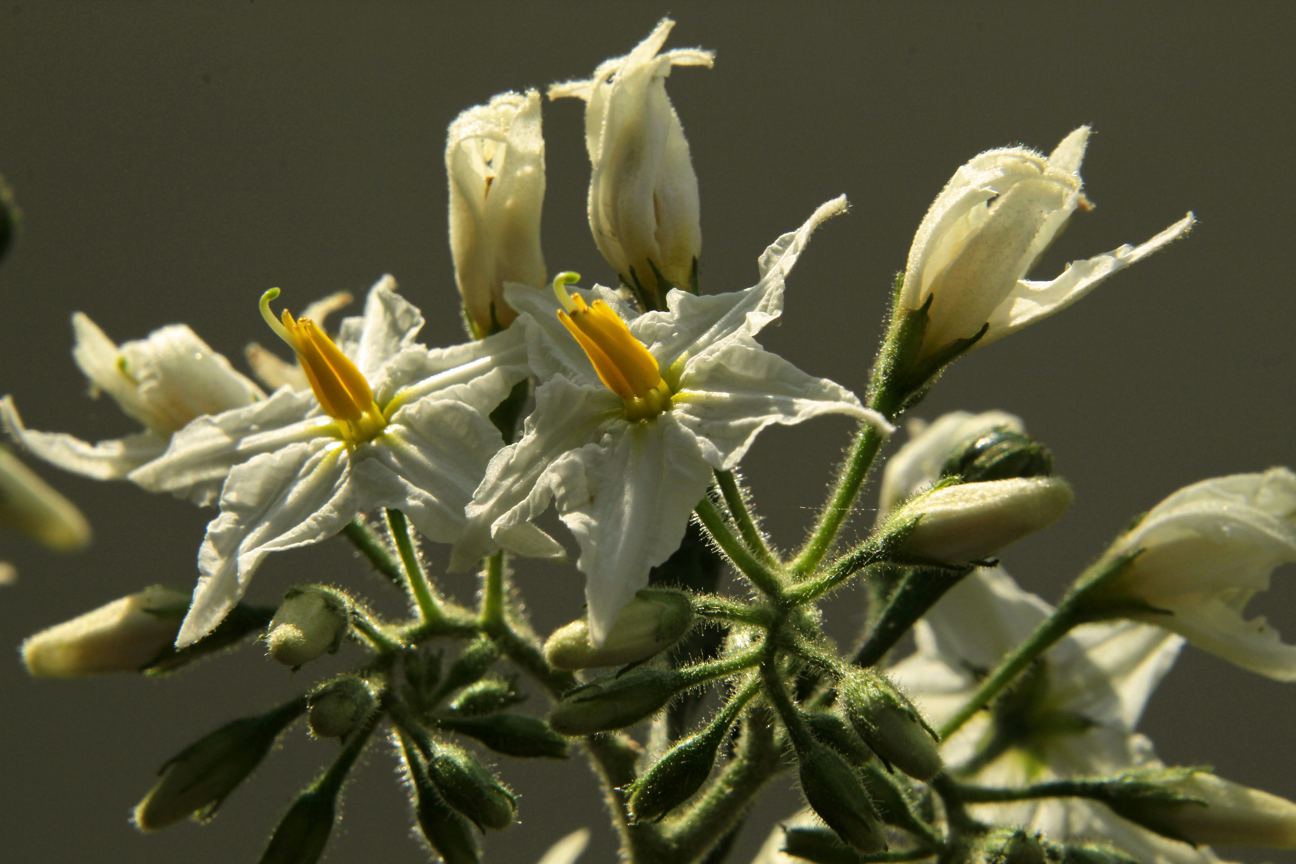 Nectar in Focus: Close-up of Starry White Blossoms