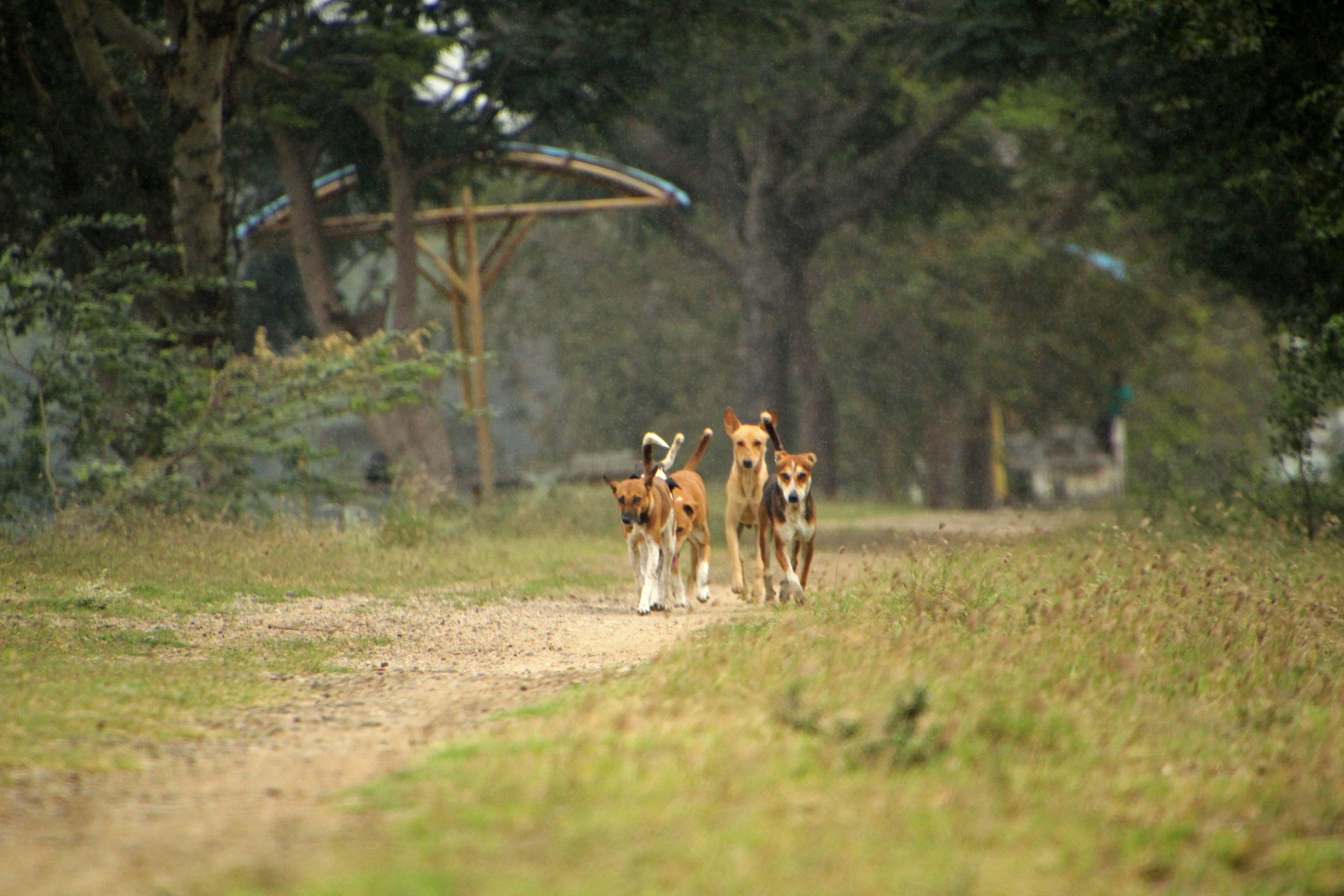 Trailbound Trio: A trio of hounds stride down a quiet park path