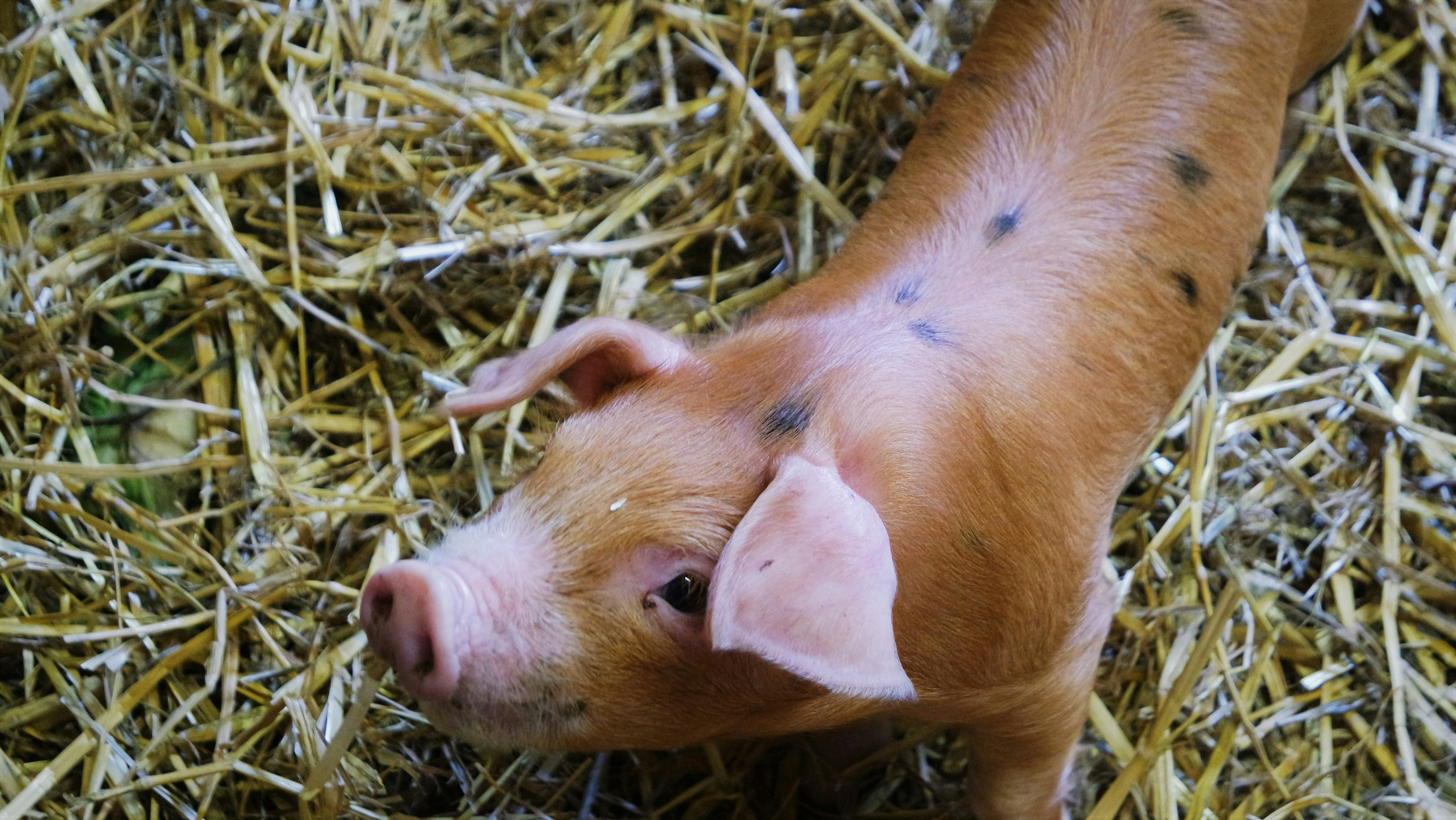 A young piglet exploring its straw-filled environment, showcasing its playful nature and curiosity.