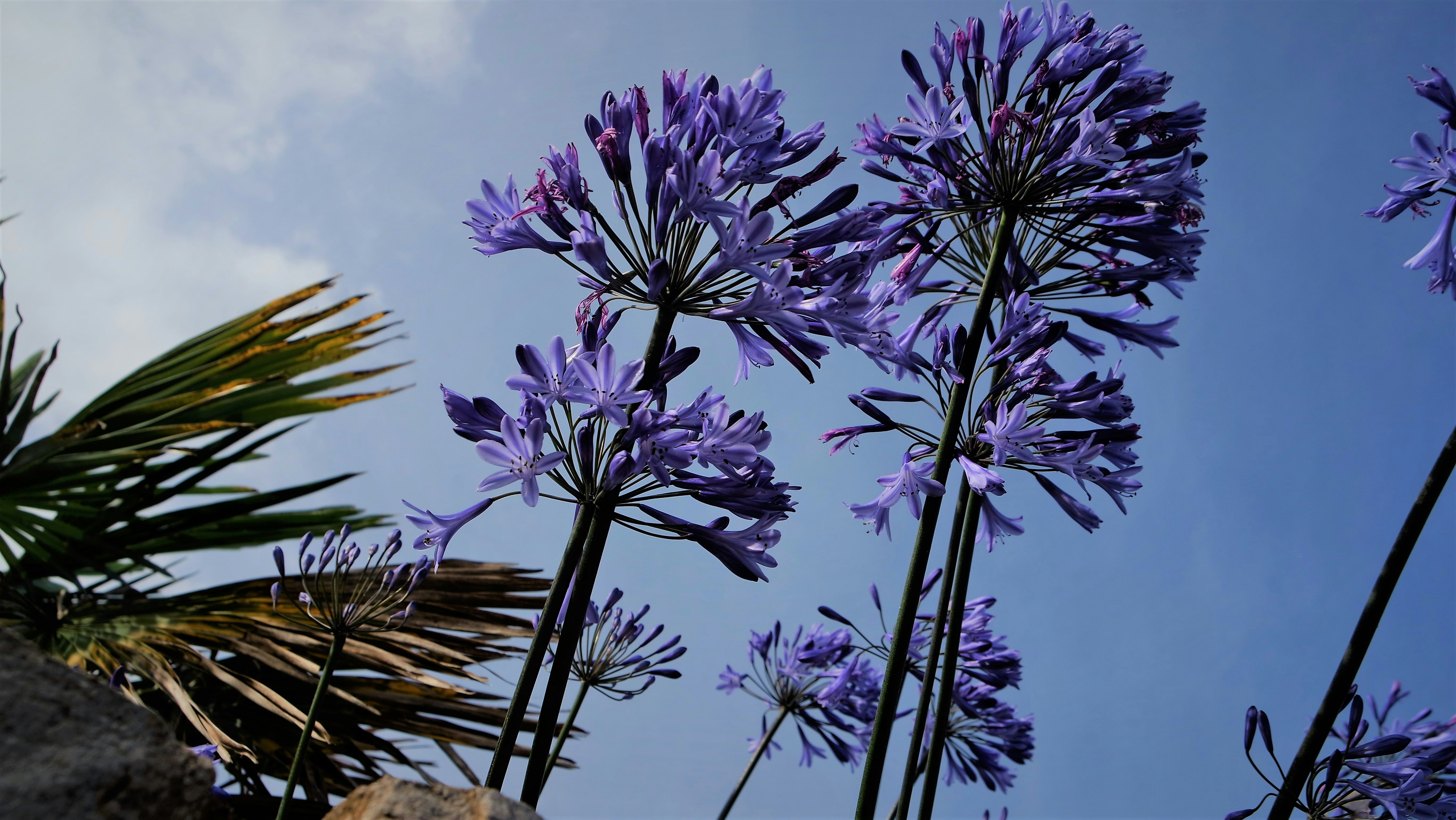 Purple umbrella of petals against a hillside sky