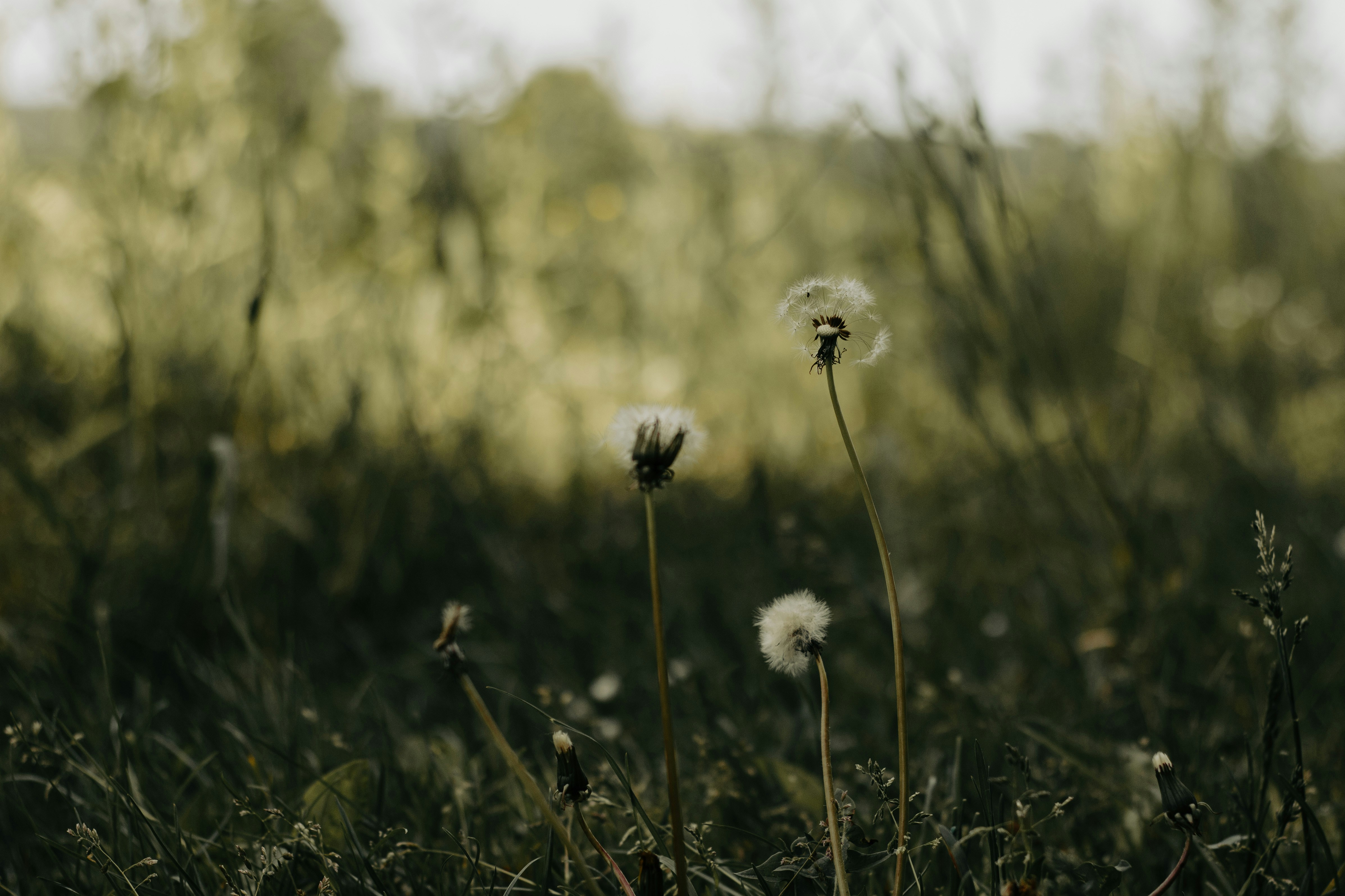 Photo by Viktor Smoliak with Canon EOS 700D