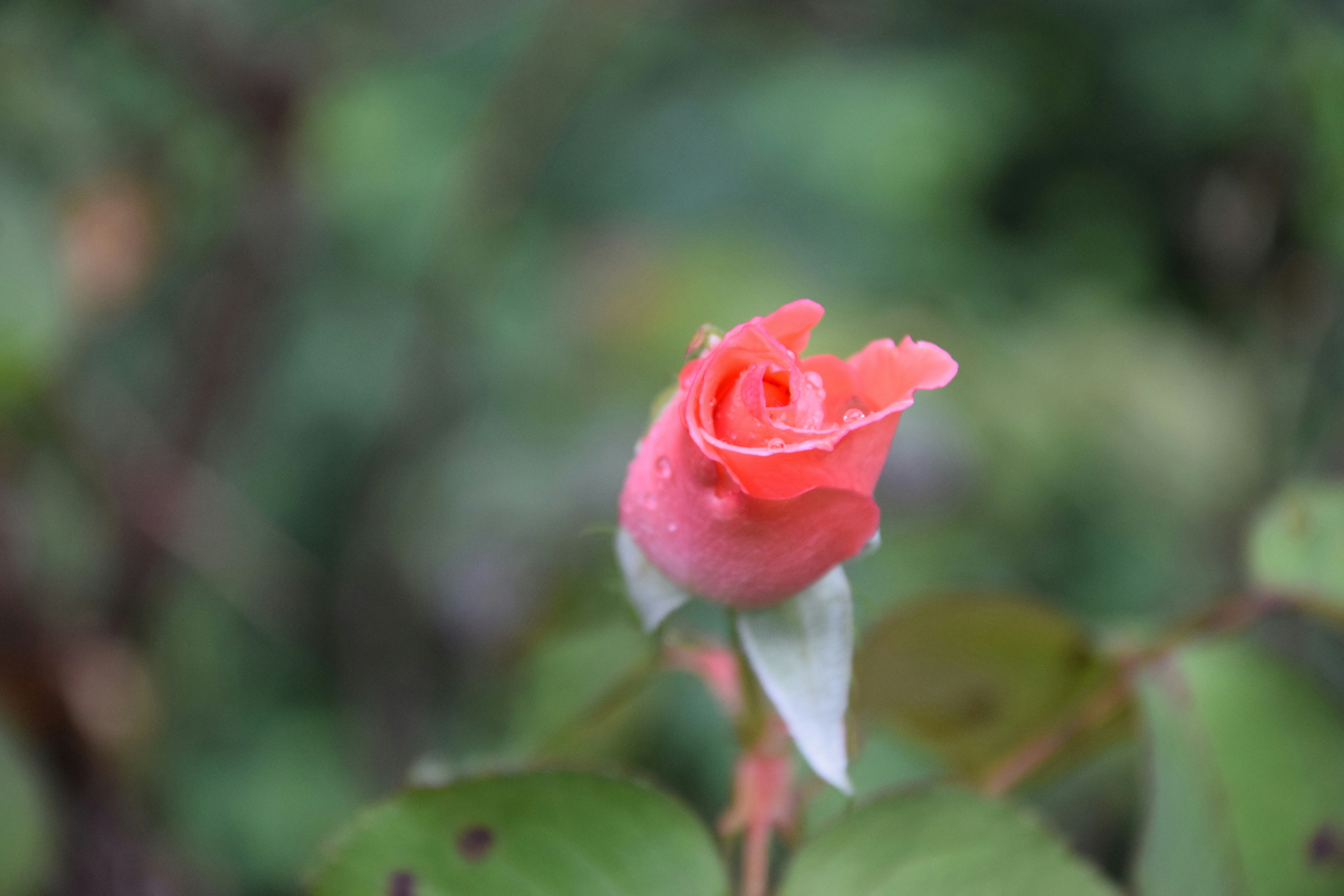 Photo by Biljana Tošović with Nikon D5300