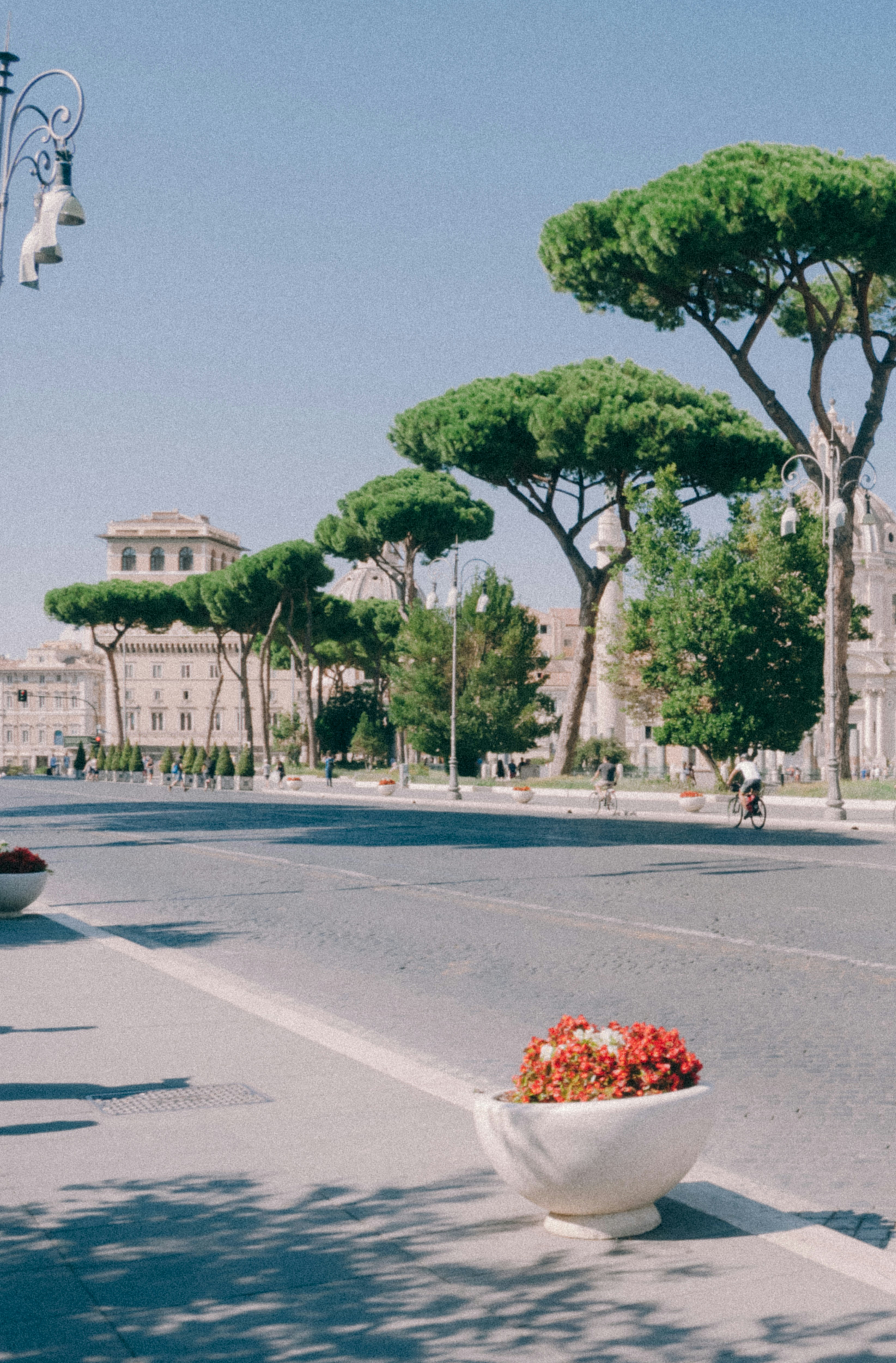 Lush pine trees line a quiet avenue, with a flower pot in the foreground and historic buildings in the background. A cyclist passes by under a clear blue sky.