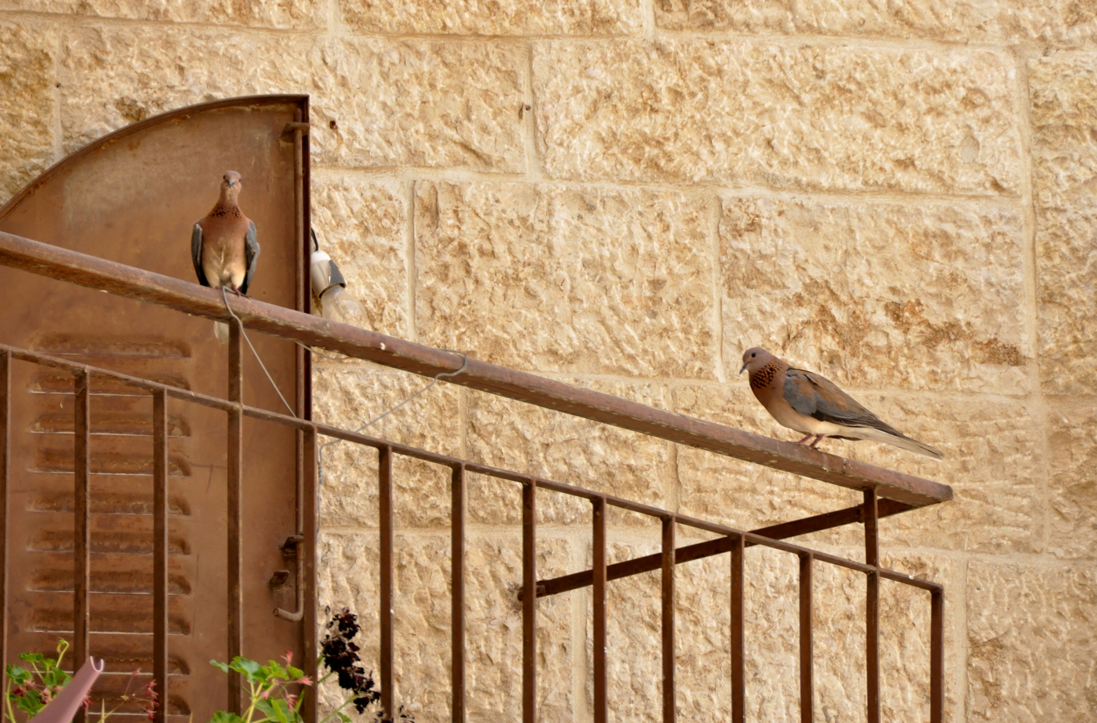 Two Birds on a Rusted Balcony: Quiet Moment Against a Sandstone Facade