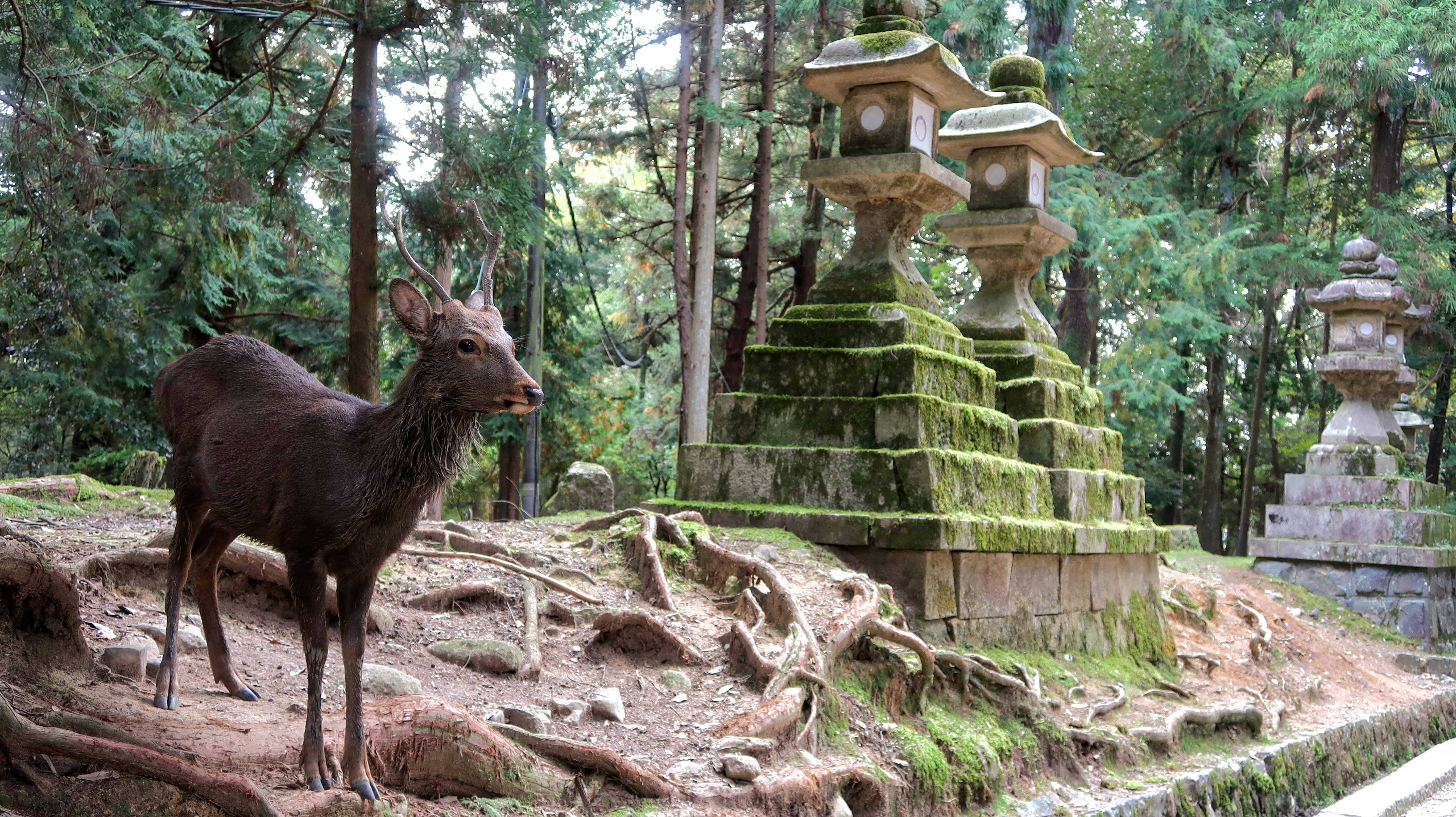 Lone deer on a moss-kissed path beside ancient temple lanterns