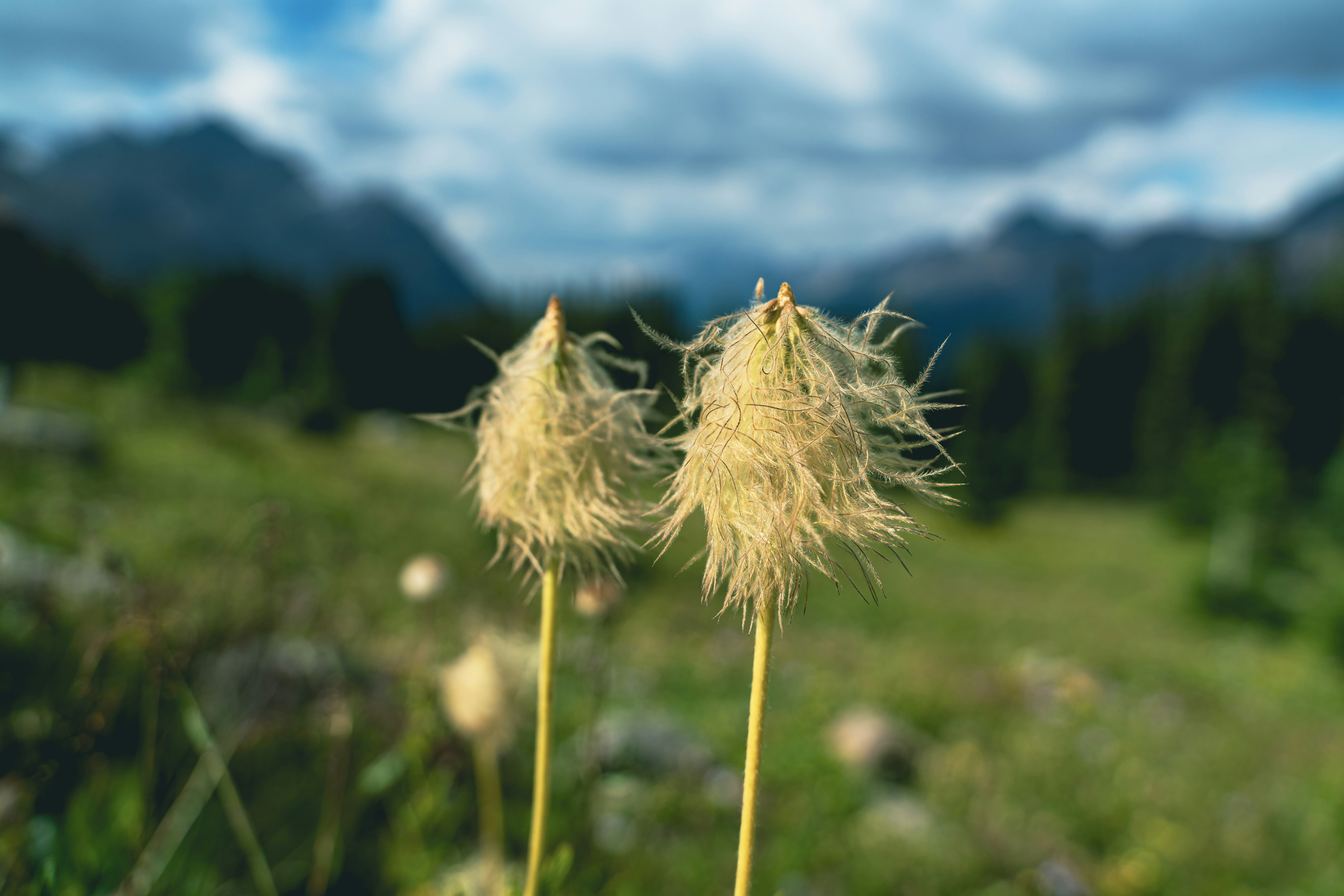 Twin Tufts of Seed Gossamer Framing an Alpine Meadow