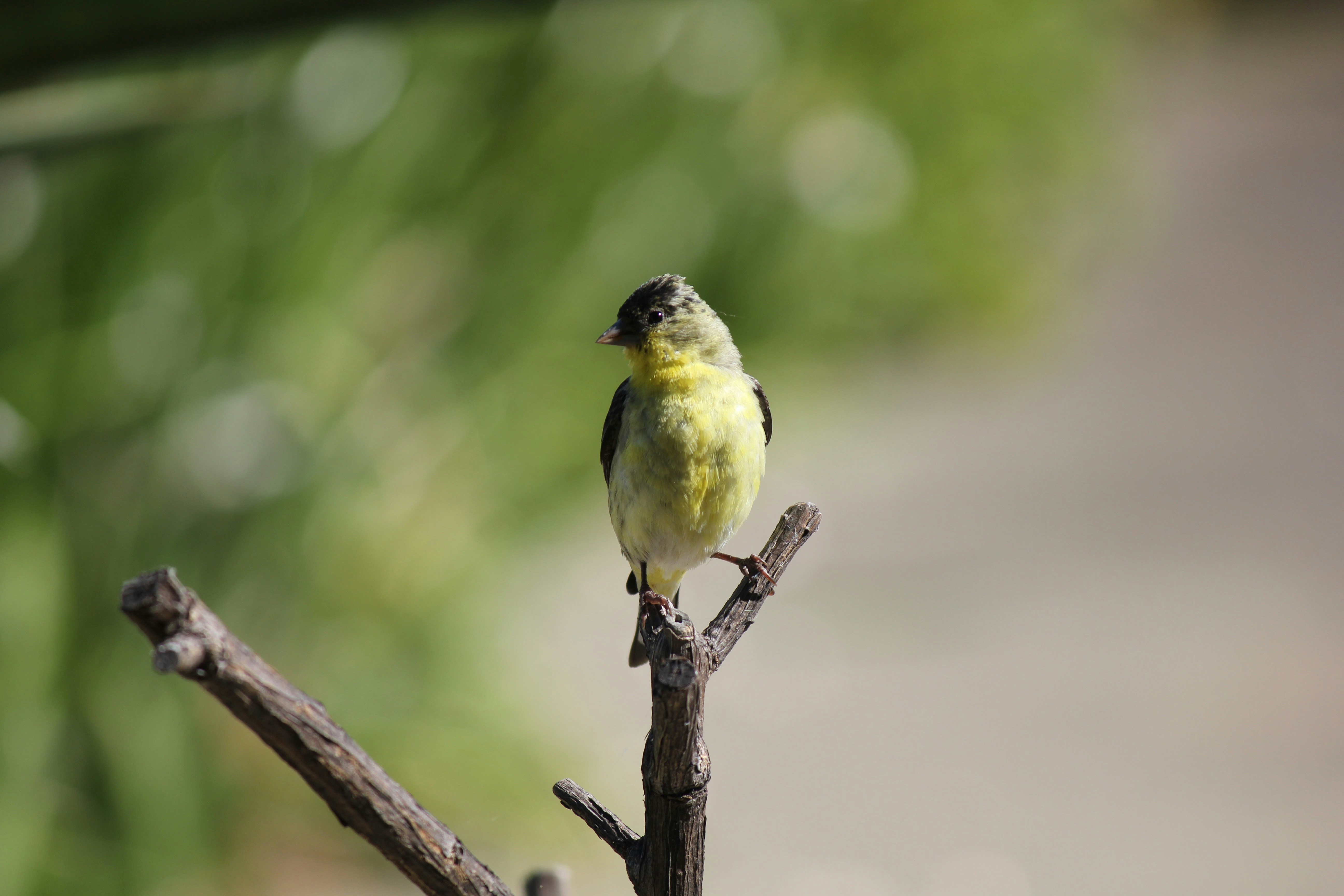 Side-profile of a male lesser goldfinch.