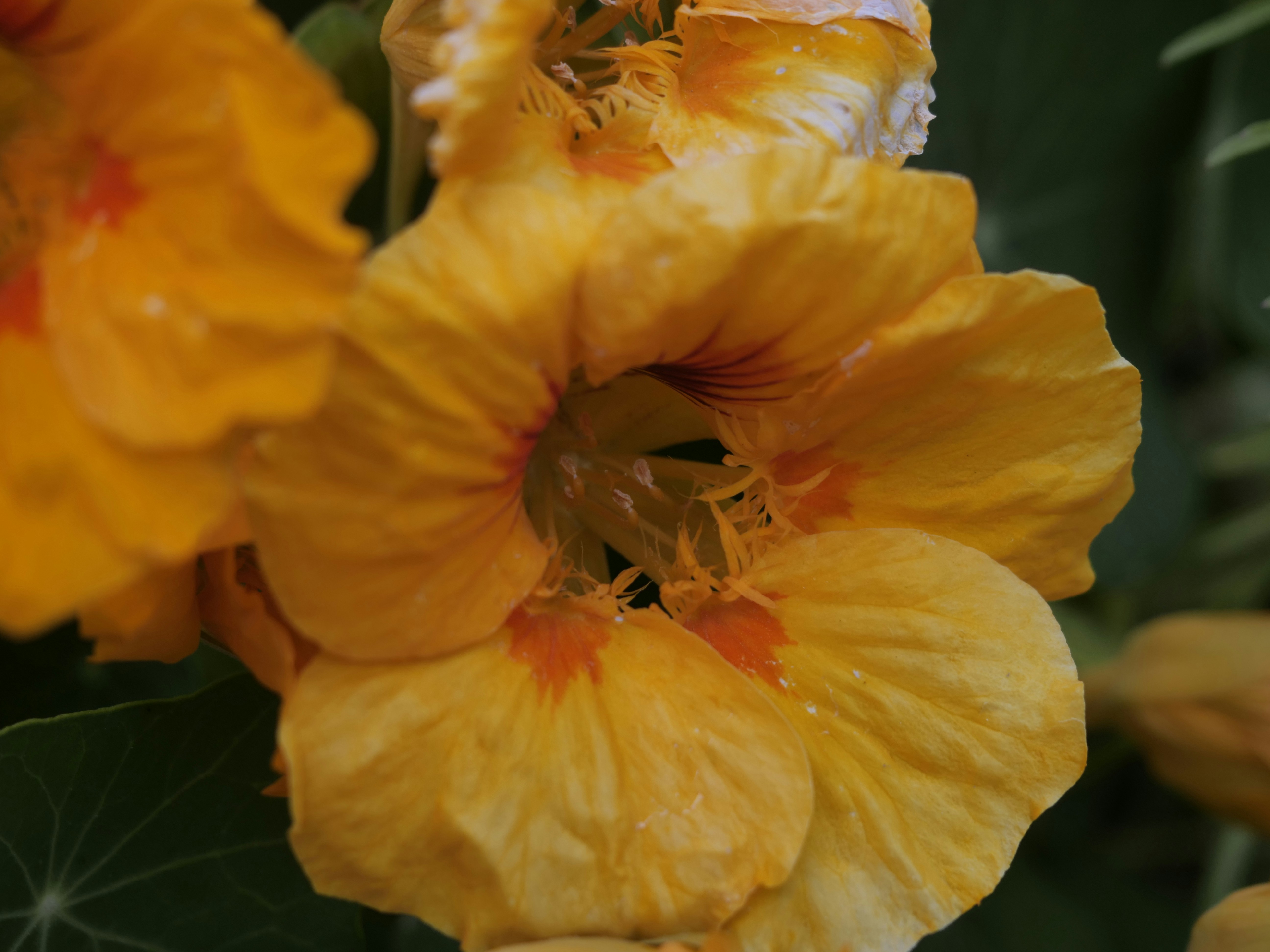 Amber Hibiscus: Close-Up of Sunlit Petals and a Golden Center