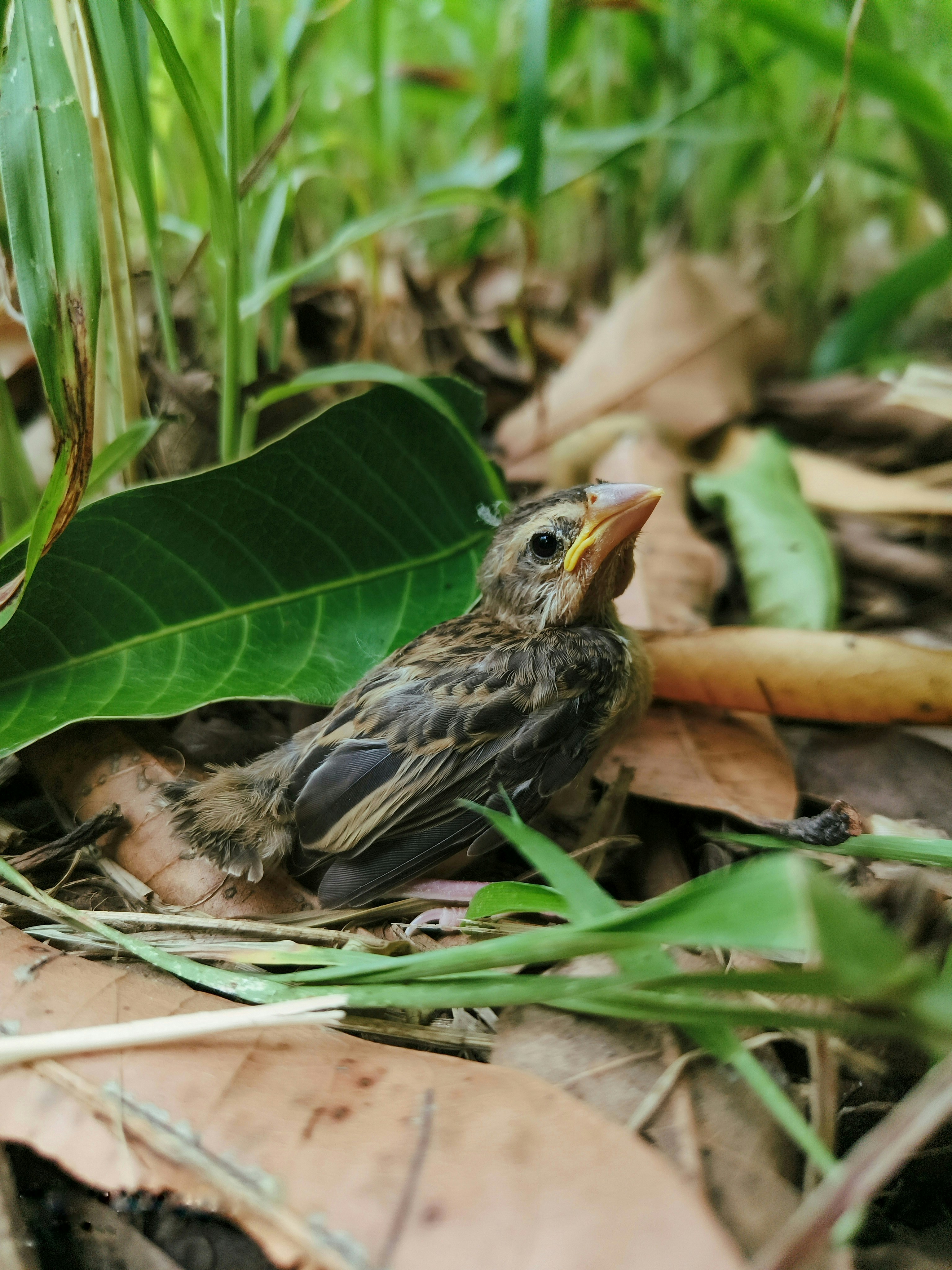 A young fledgling sits on leaf litter among grass, with a large green leaf behind and its beak slightly open.