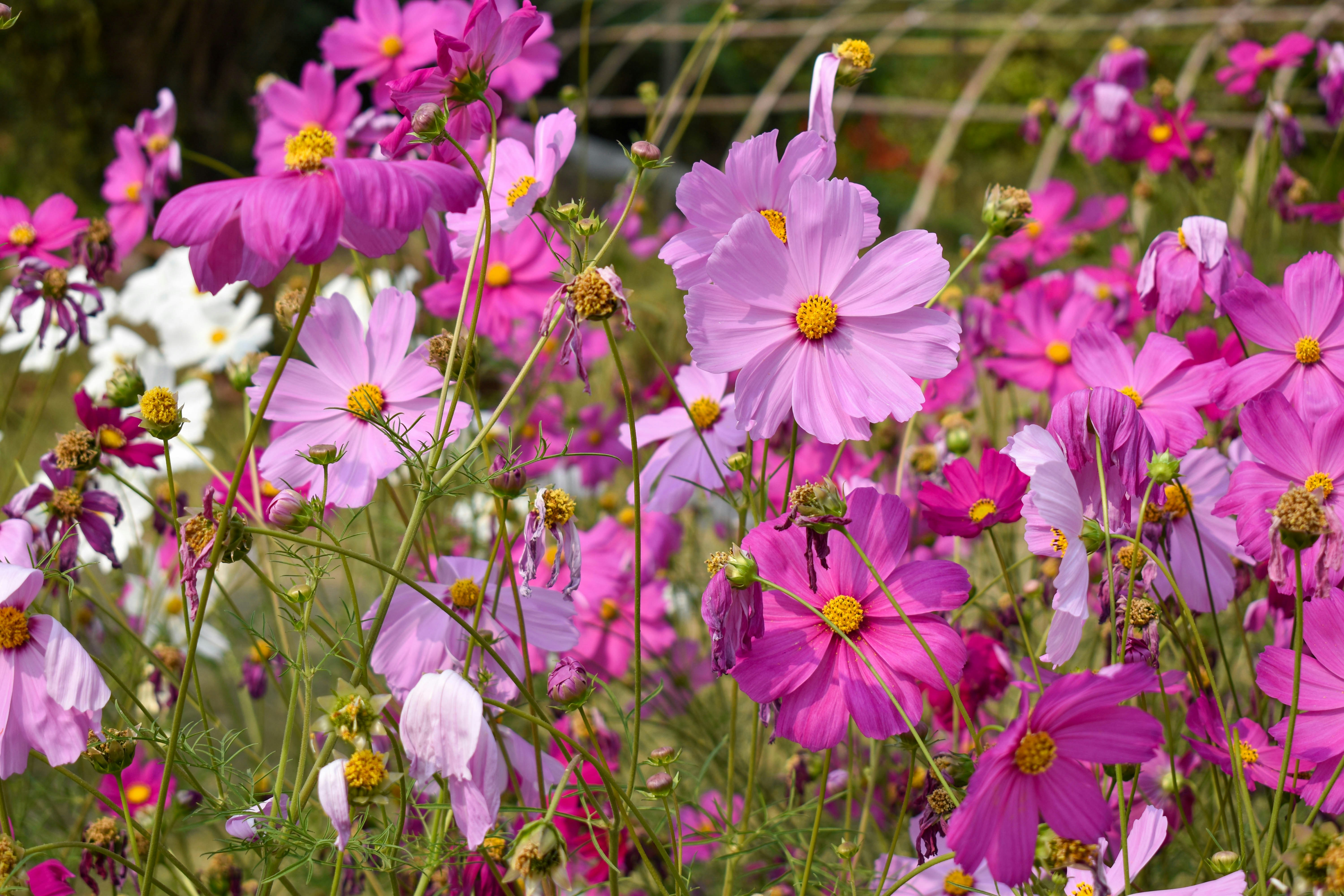 Un champ plein de fleurs roses et blanches photo – Photo Violet ...