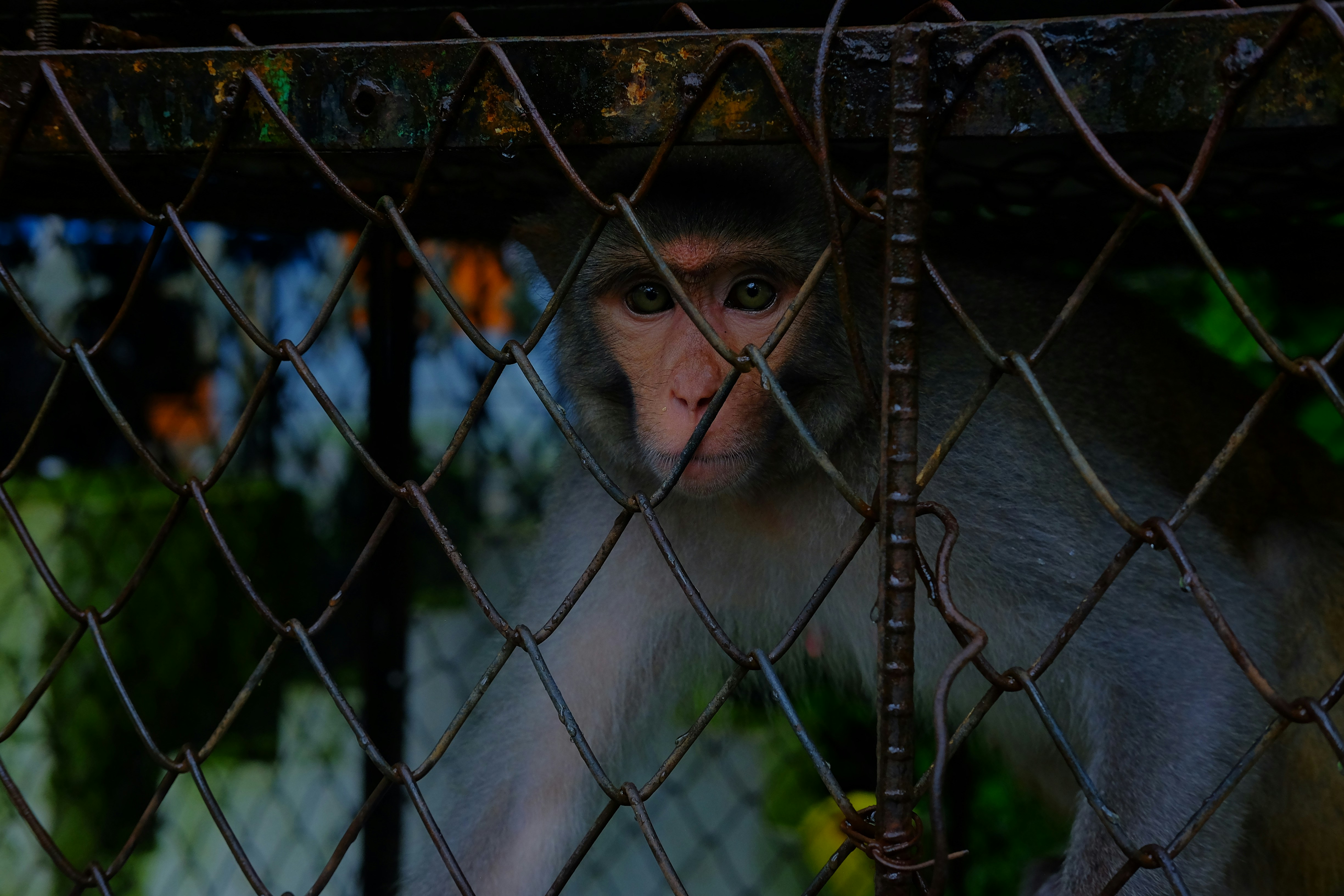 Behind the Fence: A Macaque's Gaze Through Rusted Mesh