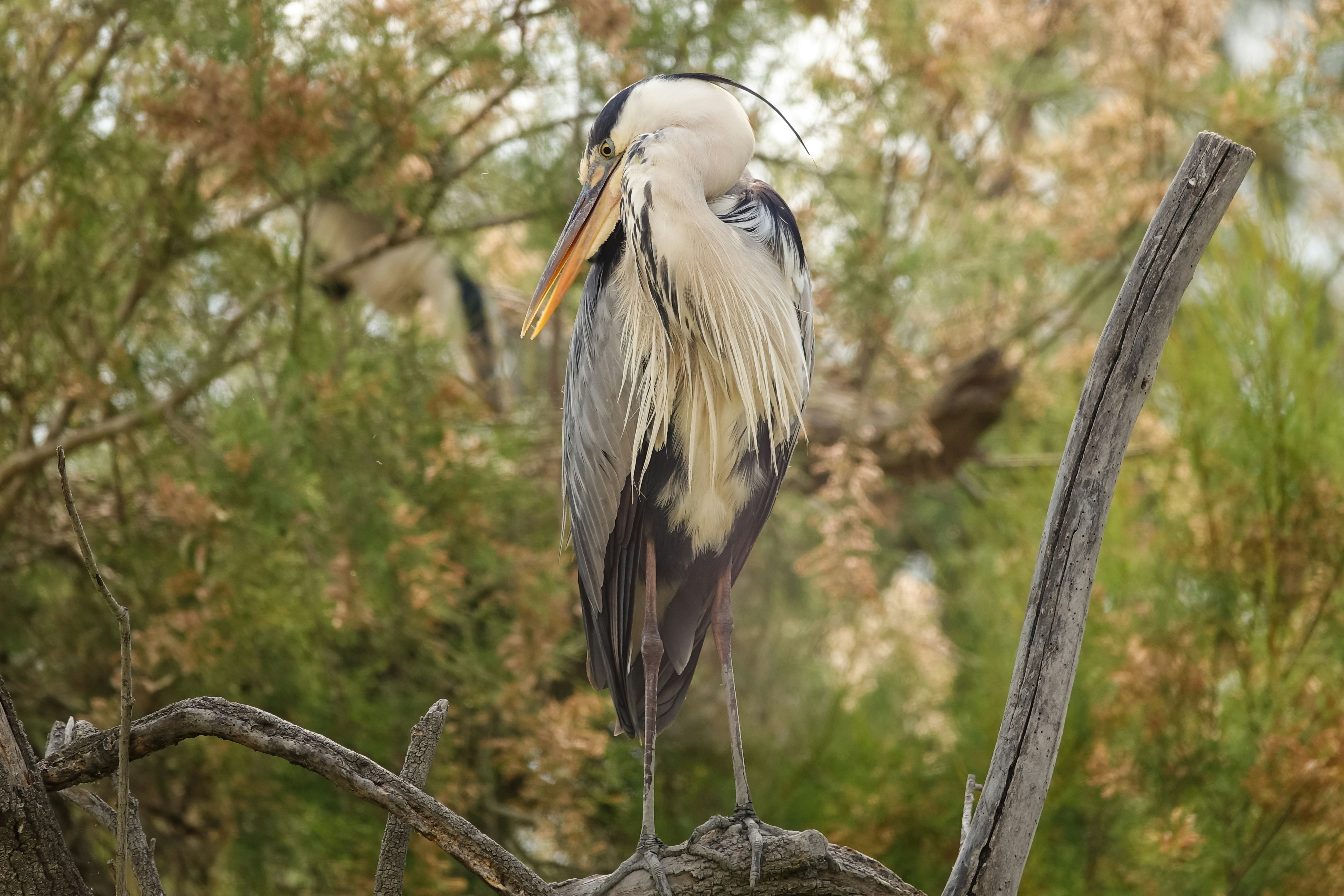 Perched on Weathered Wood: A Great Blue Heron Holds Court in a Quiet Wetland