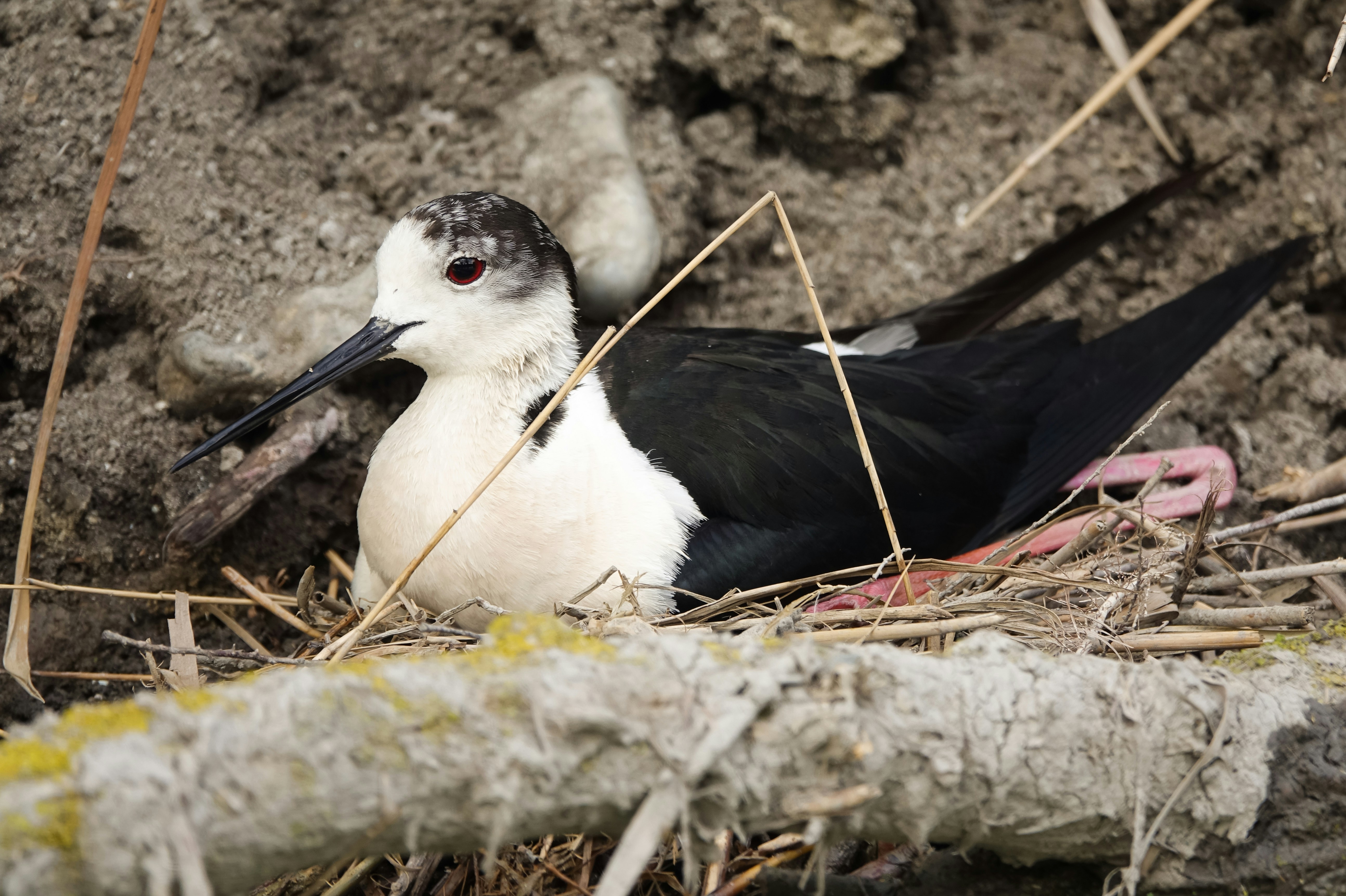 Lone Shorebird Among Driftwood and Straw