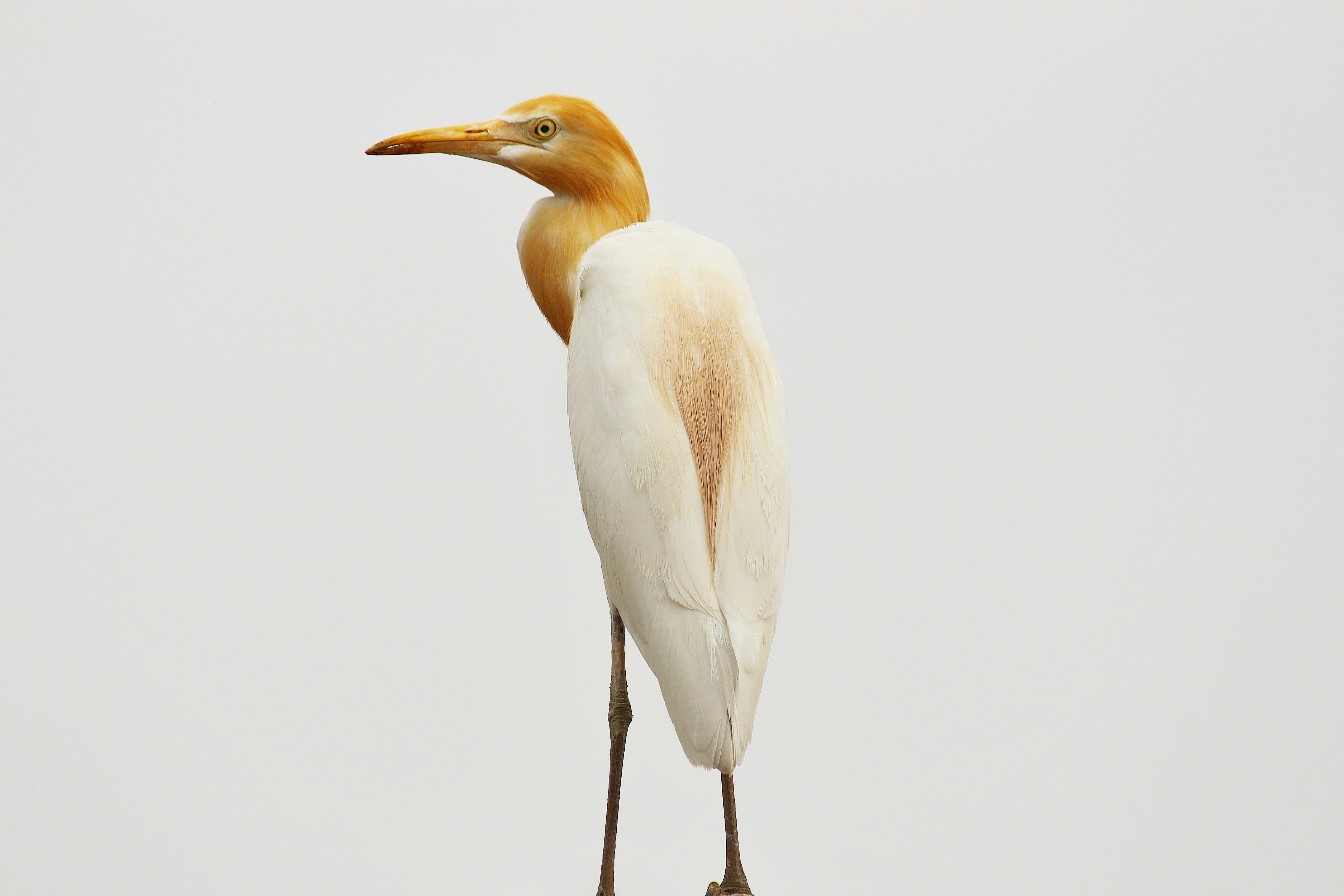 Orange-necked Egret on a Minimal White Stage