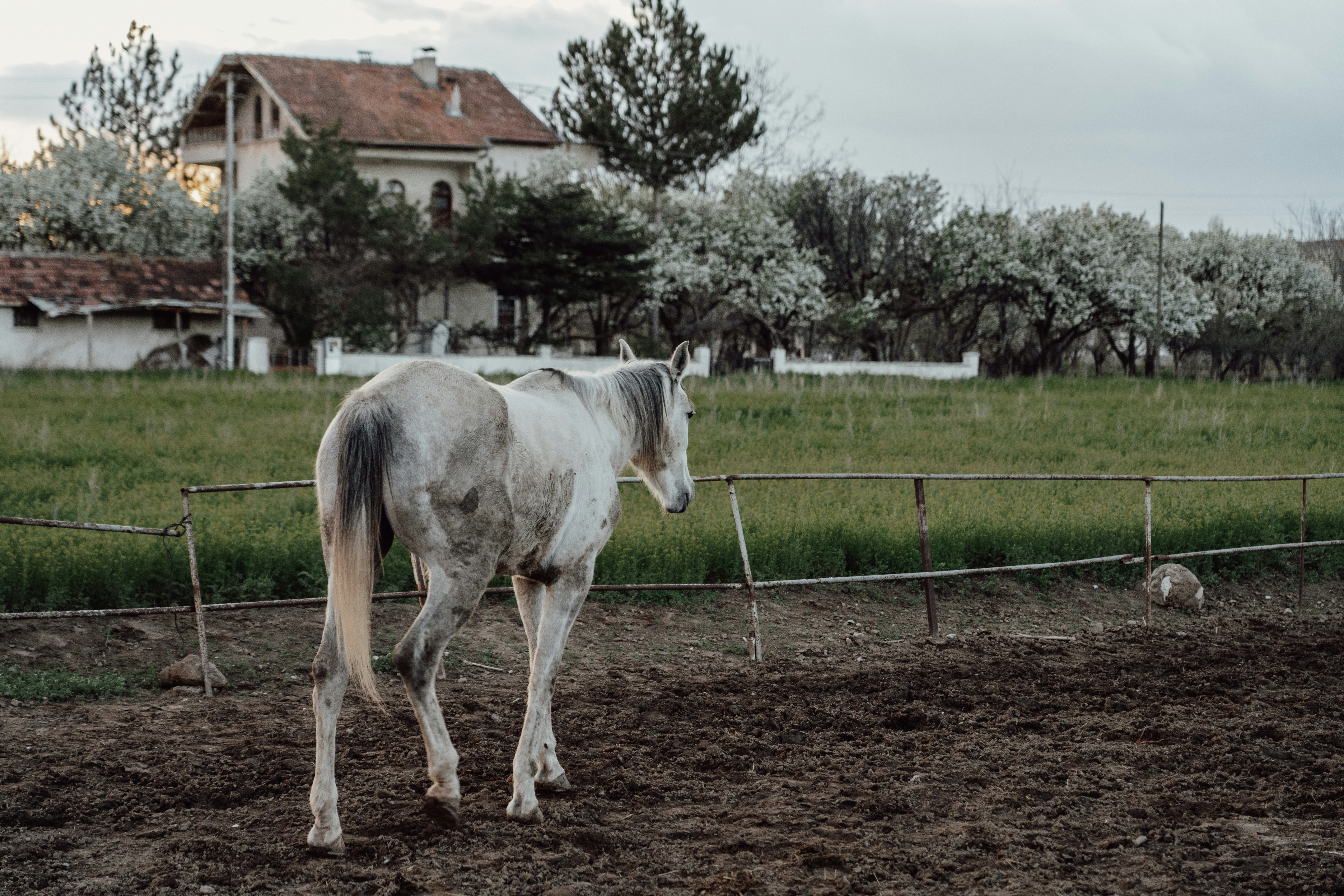 Paddock Solitude: White Horse by a Quiet Farmstead