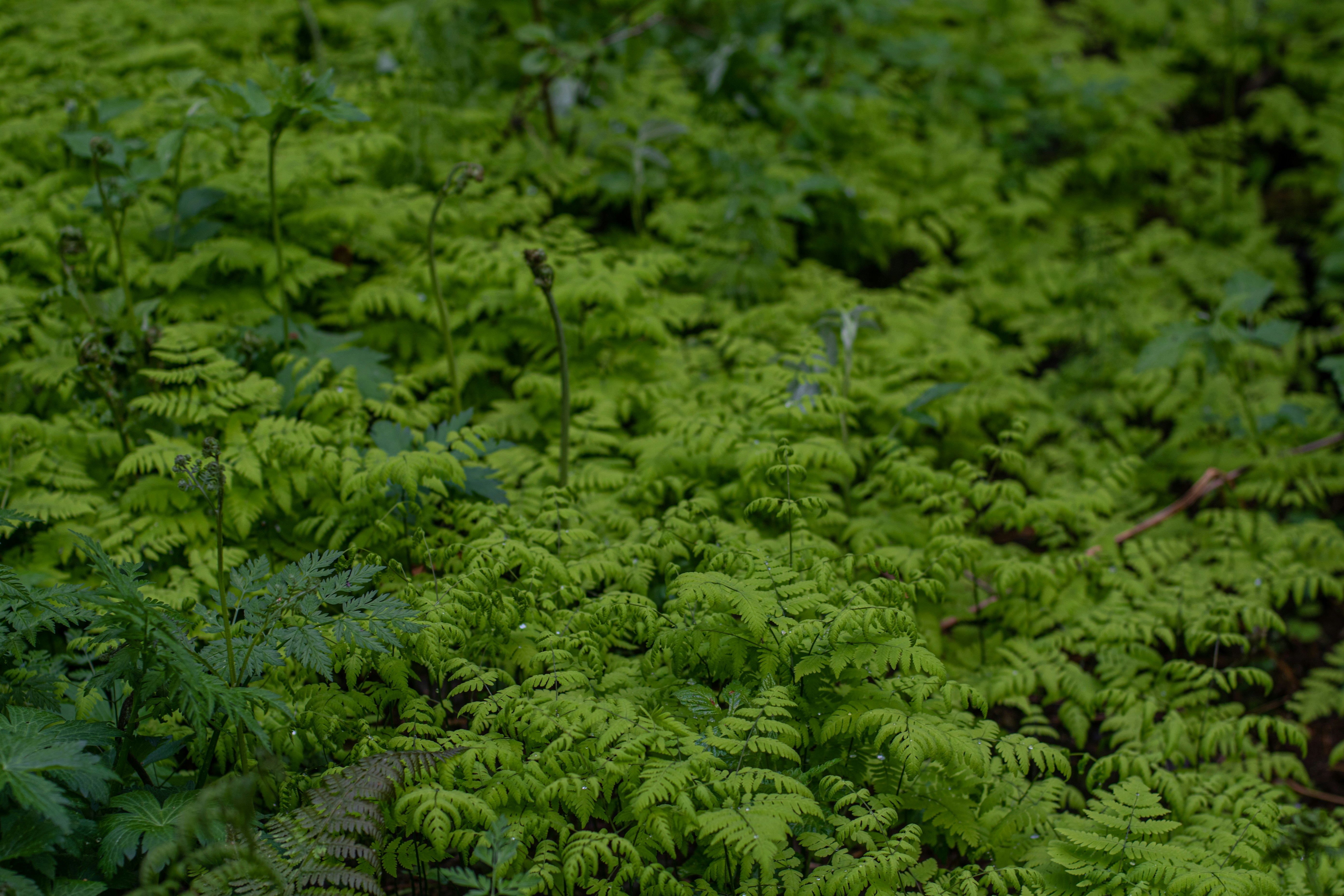 A close up of a bunch of green plants photo – Free Wallpaper Image on ...