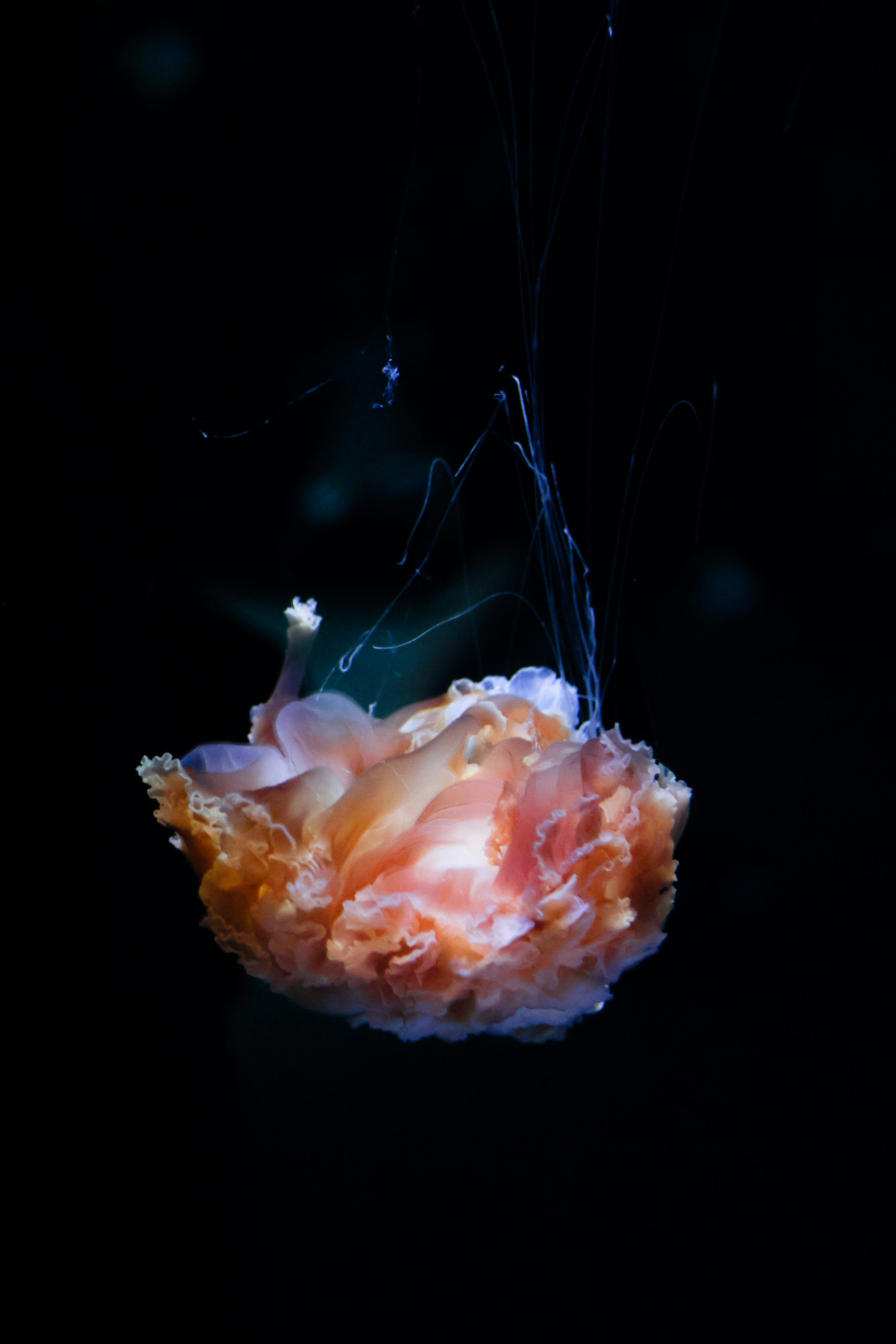 Ethereal Dance of the Jellyfish