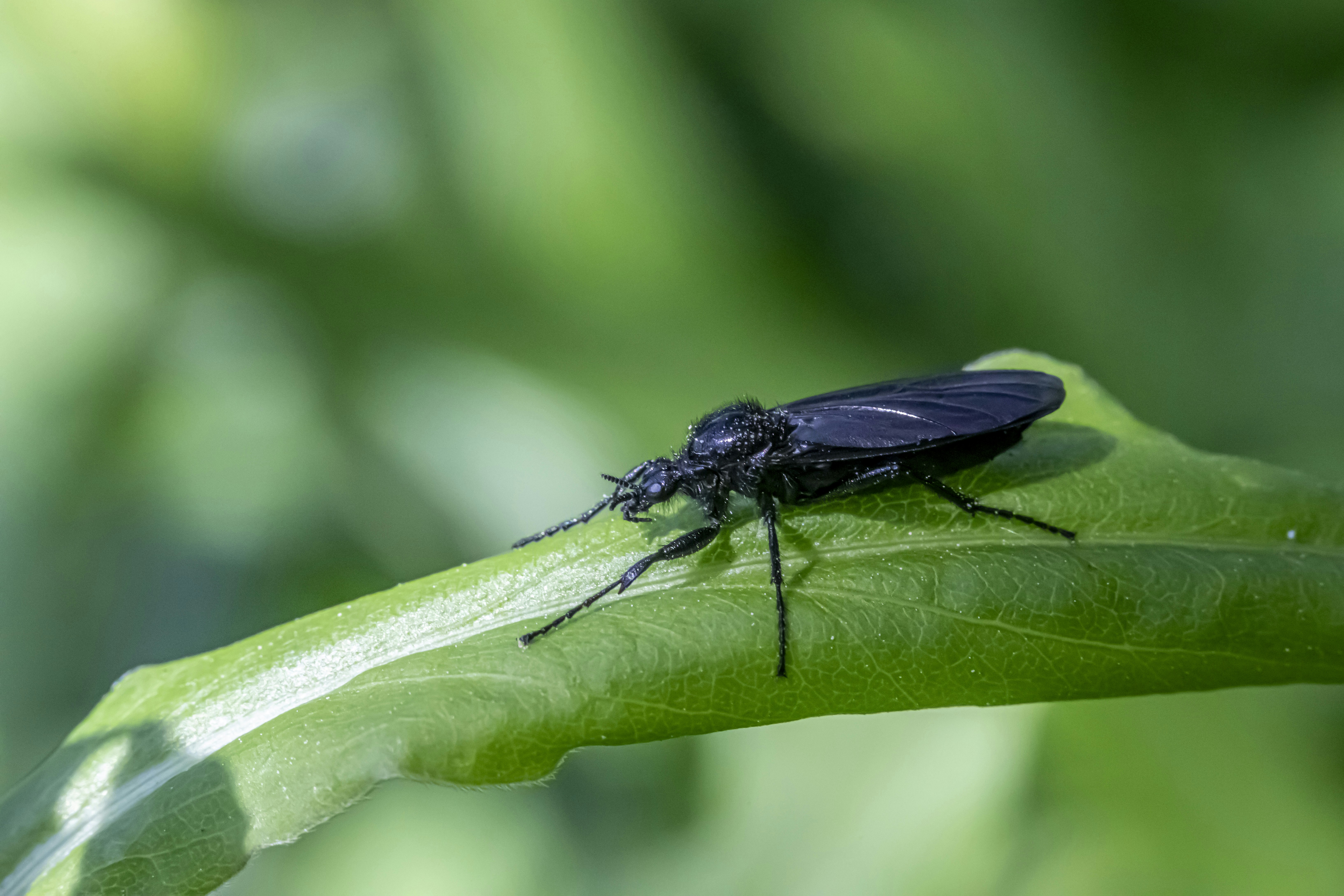 Un insecte noir assis sur une feuille verte photo – Photo Animal ...