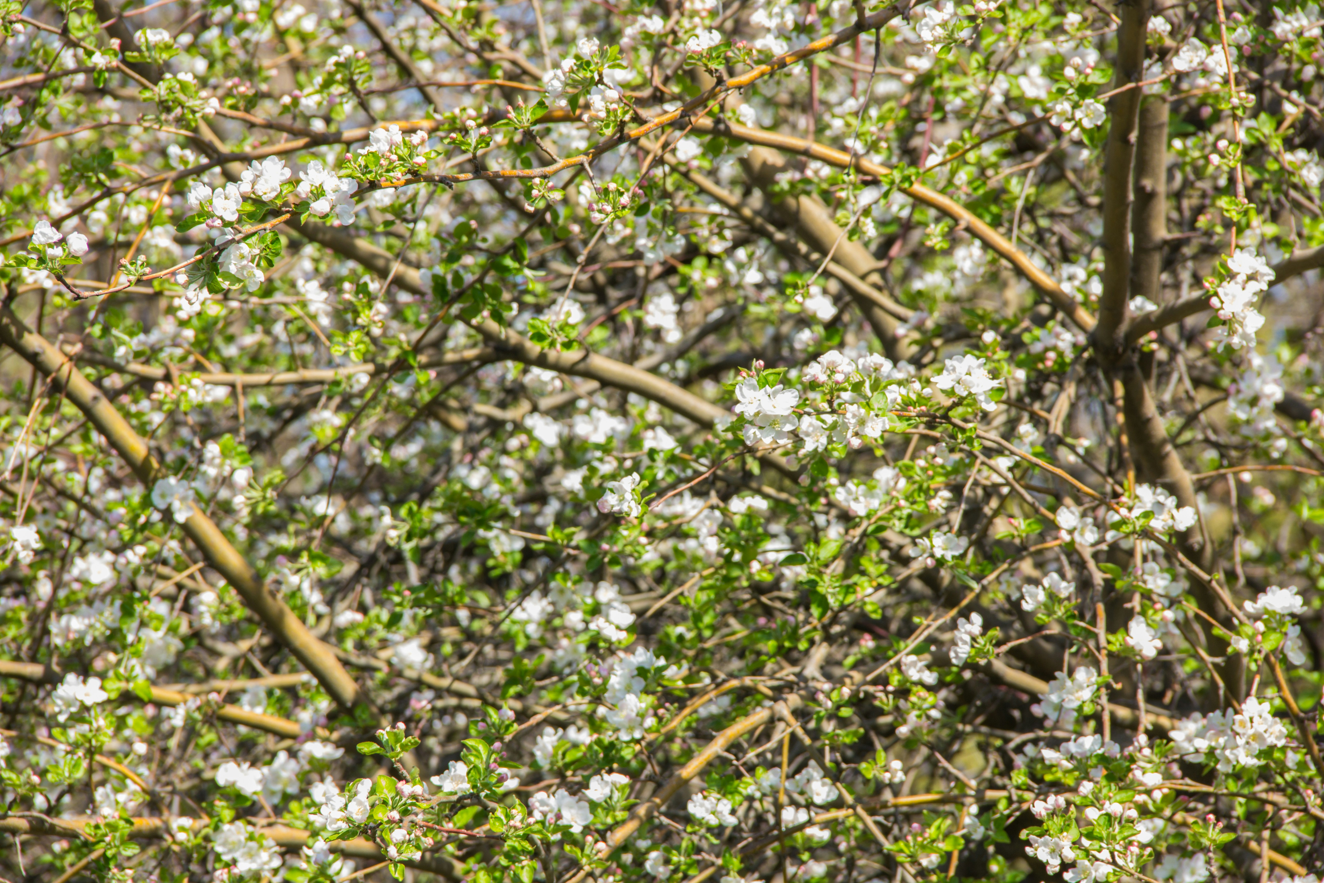 Photo by 三輪こ うじ with Canon EOS 60D