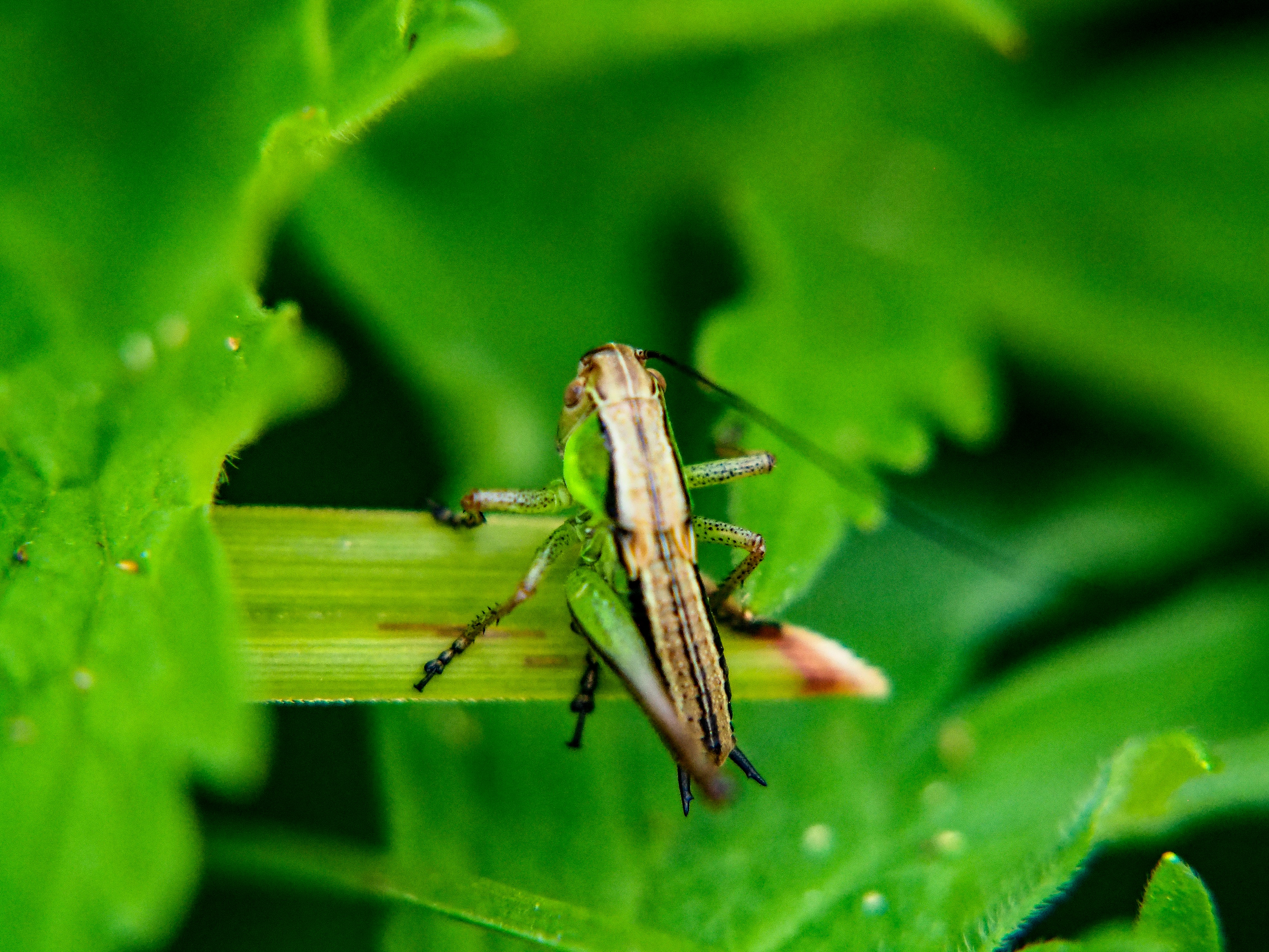 Gros plan d’un insecte sur une plante photo – Photo Pologne Gratuite ...