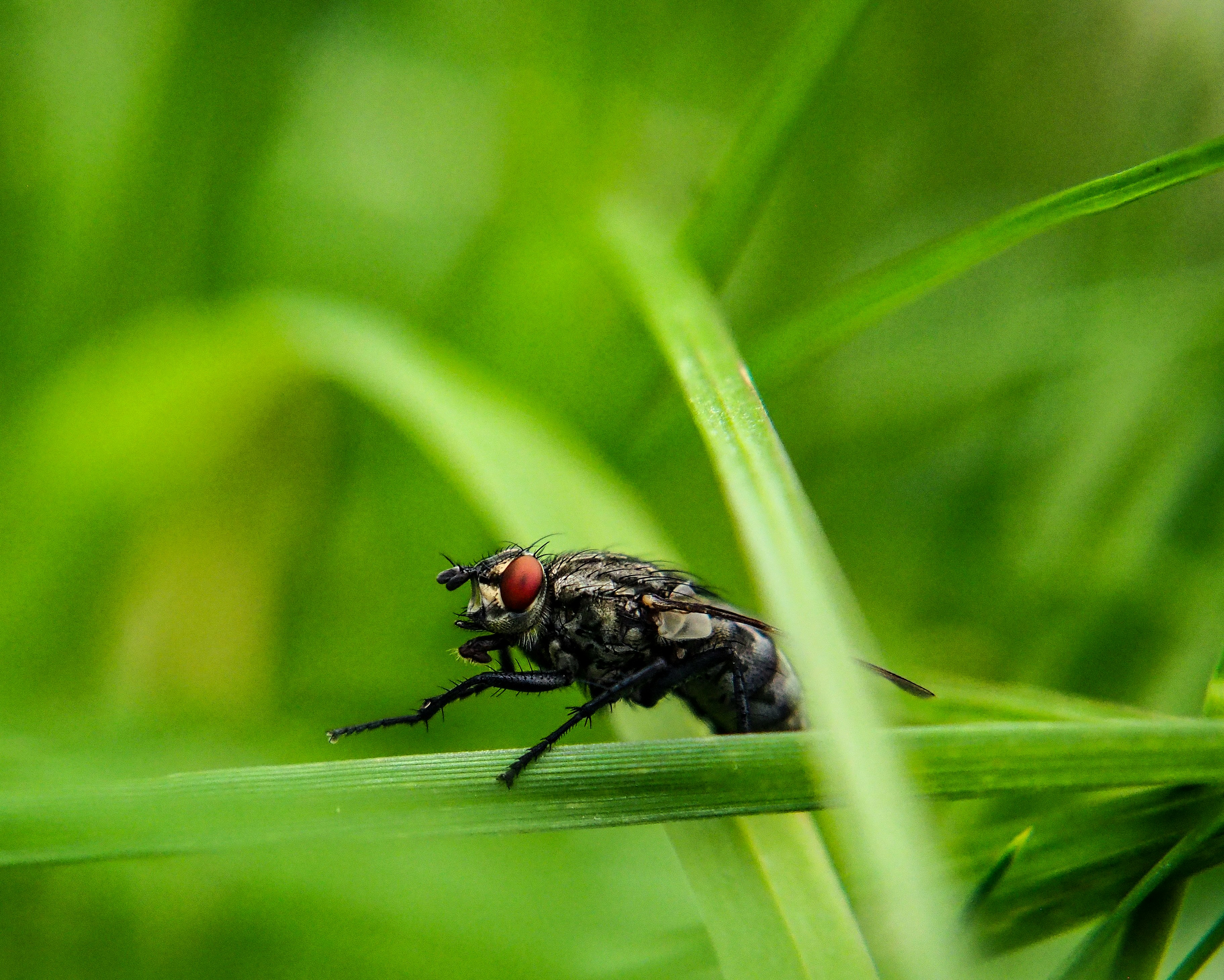 A fly sitting on a blade of grass photo – Free Poland Image on Unsplash