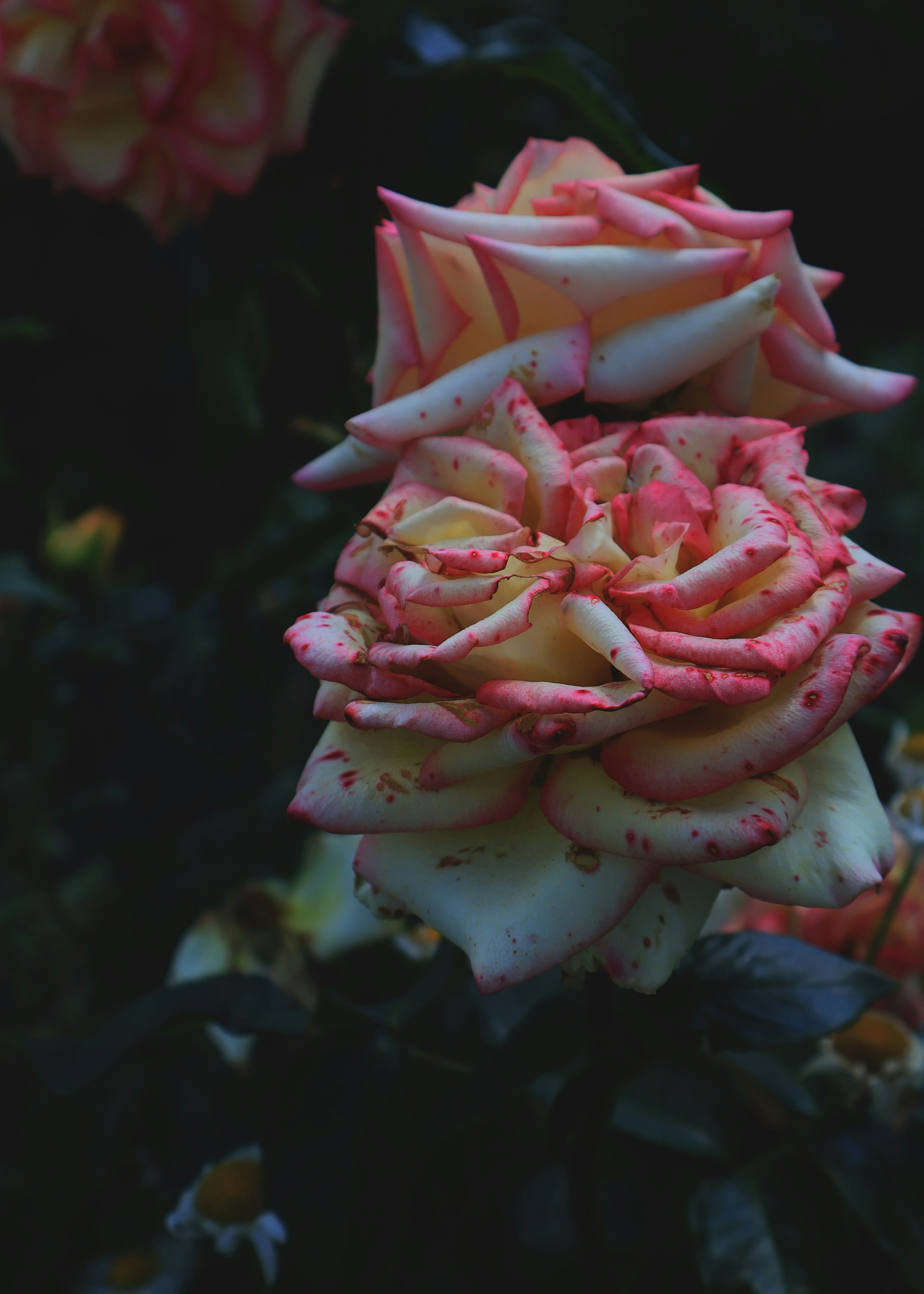Dusky Rose Gradient: Close-Up of a Pink-Edged Bloom in Shadow