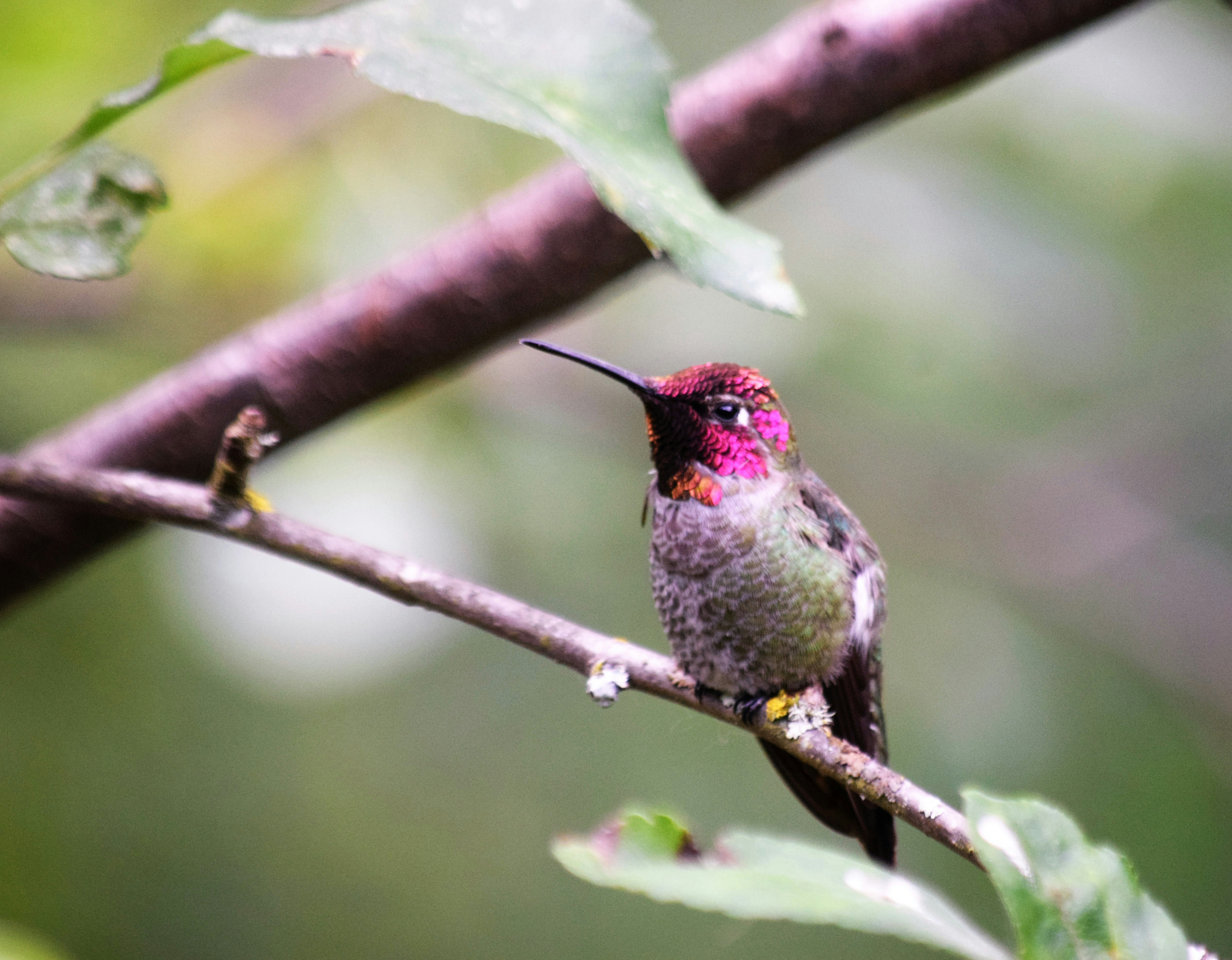Crimson-capped Hummingbird Perches on a Quiet Branch Amid Soft Green Foliage