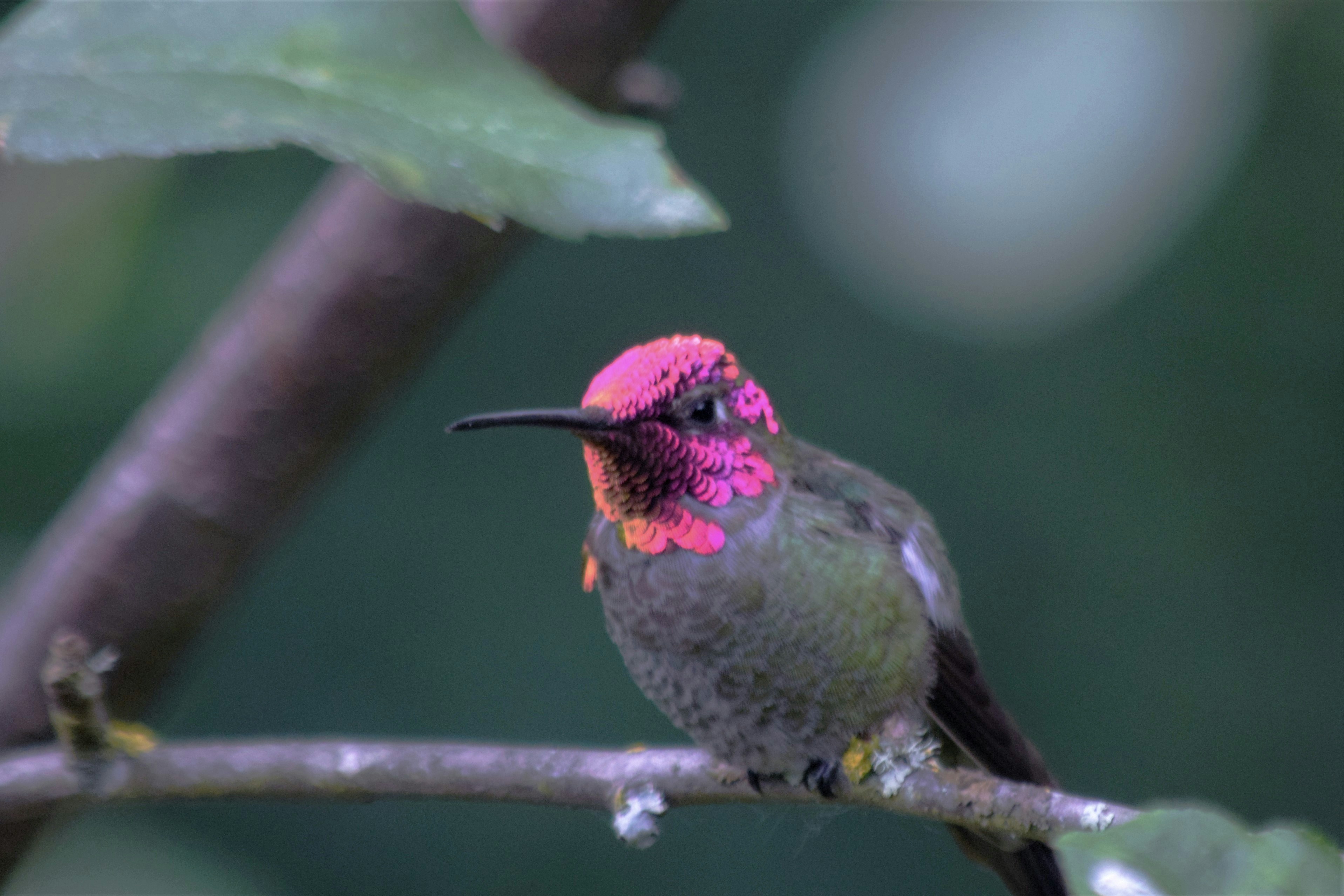 Pink-Throated Hummingbird Perched Amid Emerald Foliage
