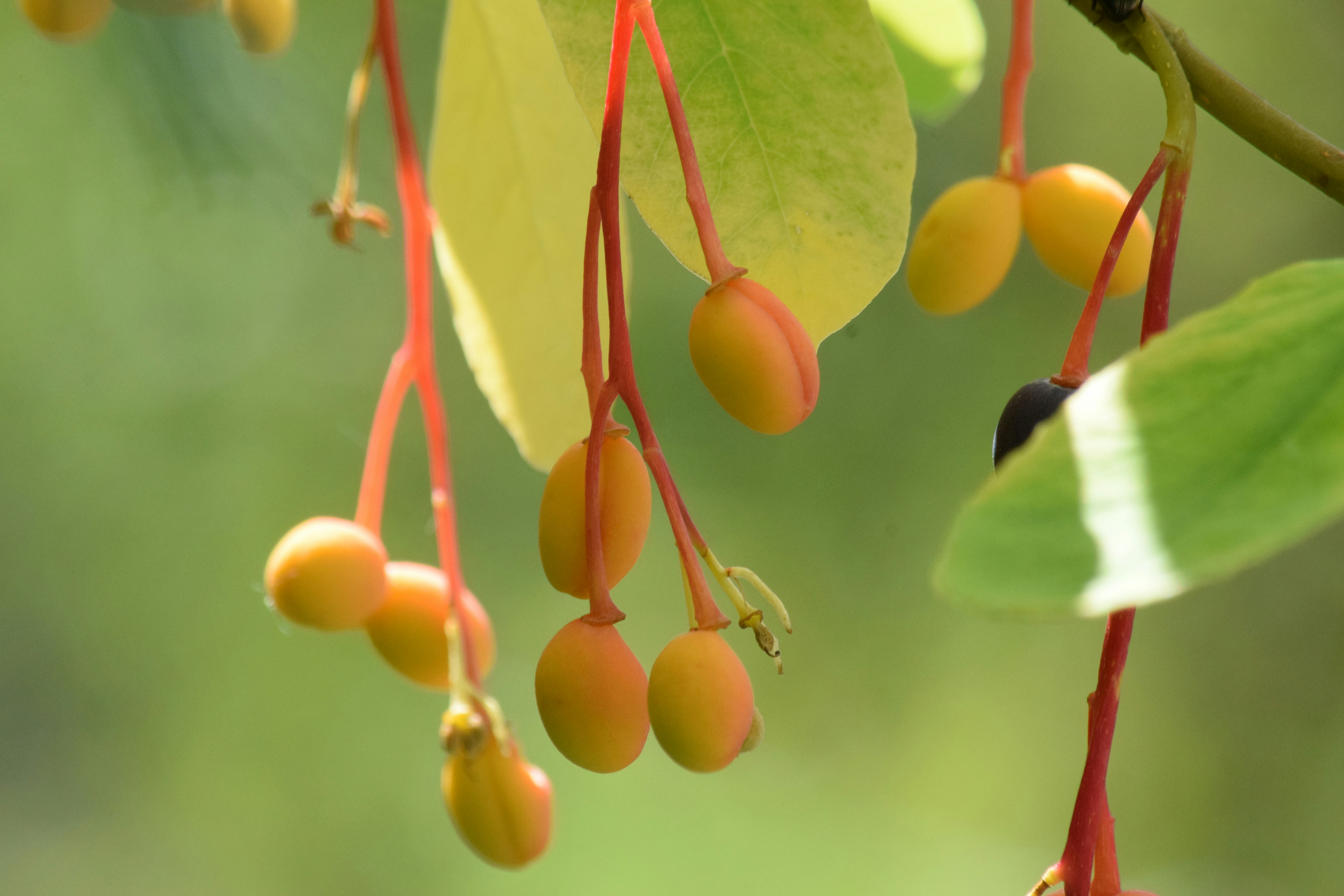Crimson Threads: Berries Dangling in Sunlit Green