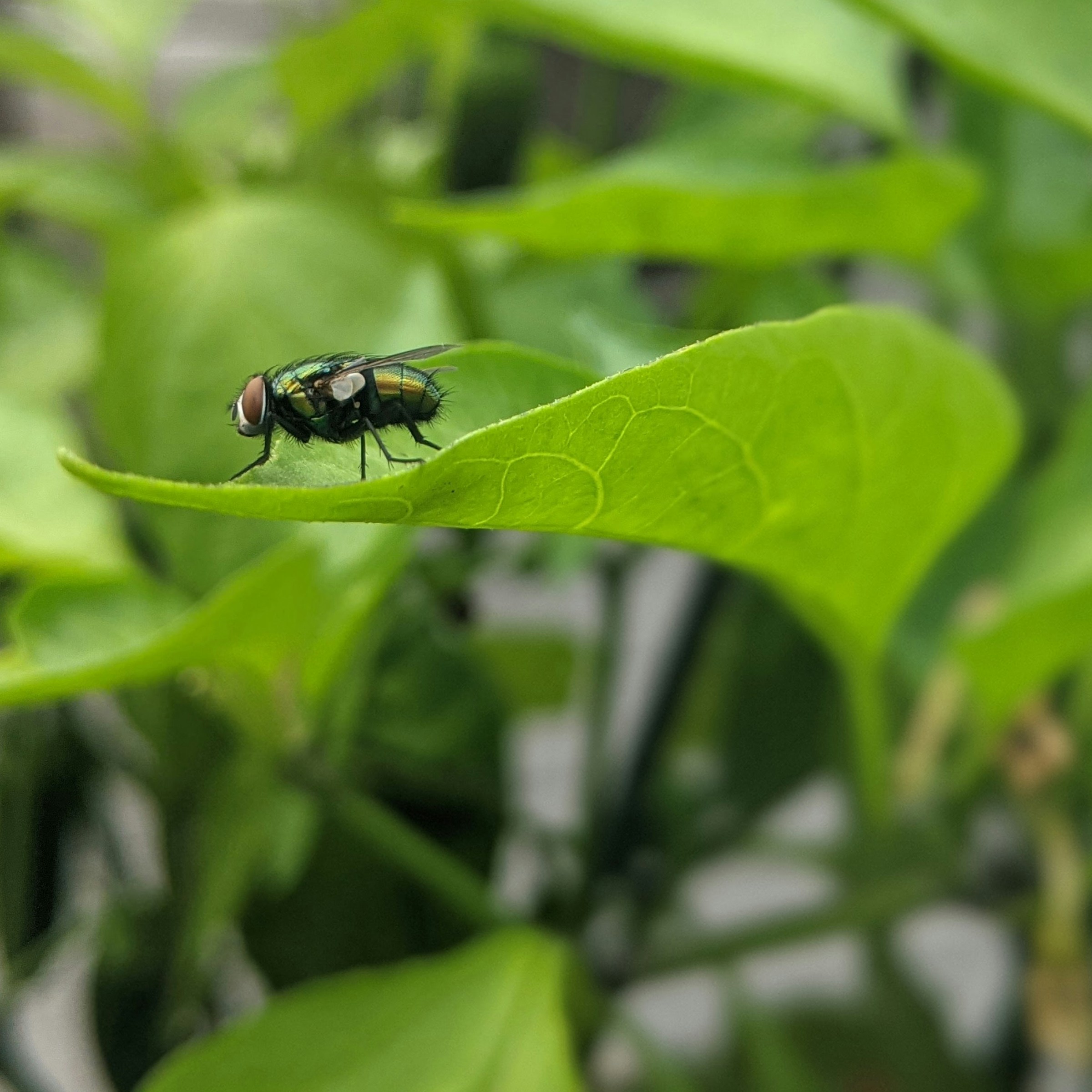An up close image of a garden fly on the leaf of a pepper plant.