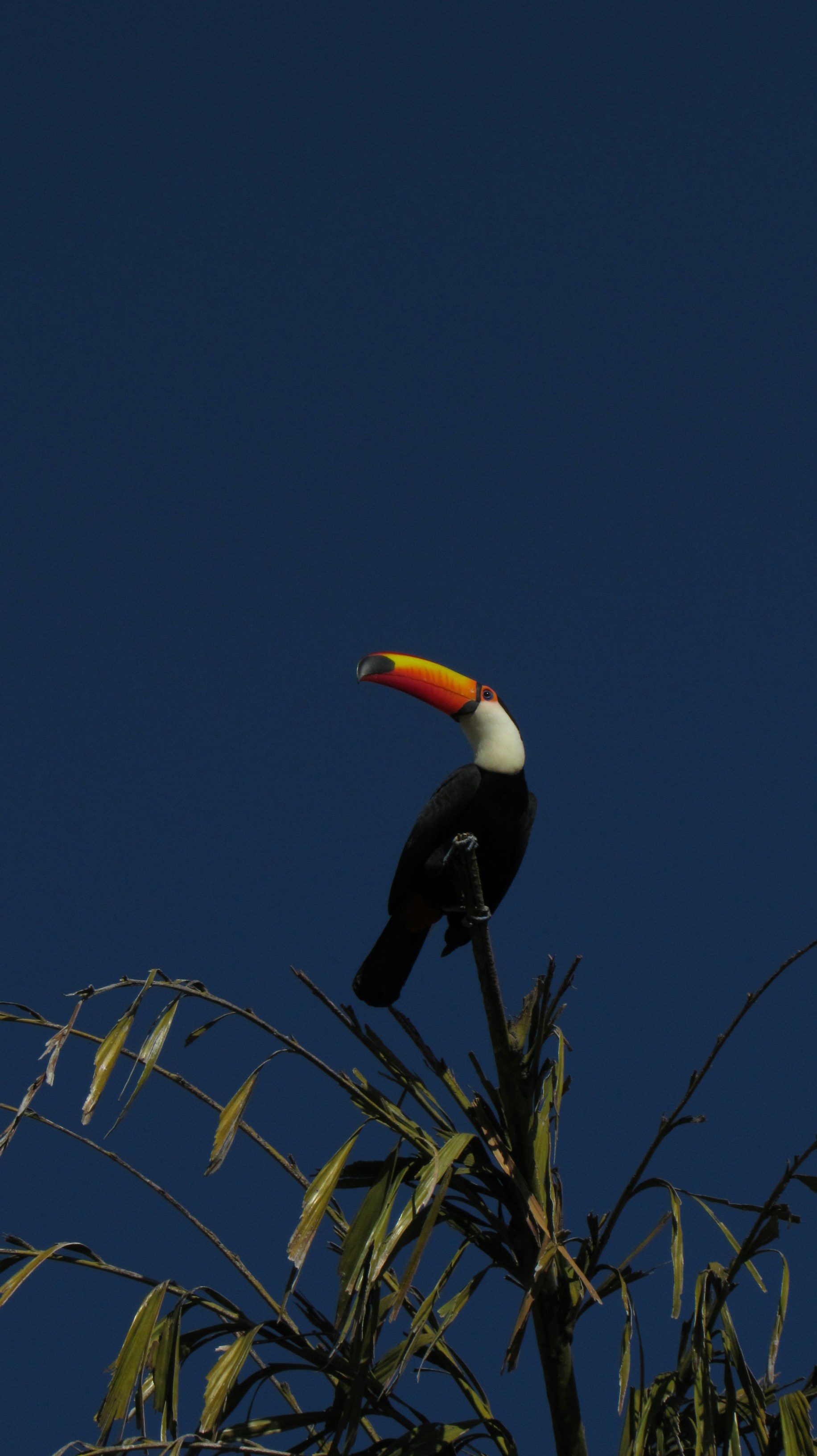 A toucan with a vivid orange-yellow beak perches on a palm branch against a deep blue sky.