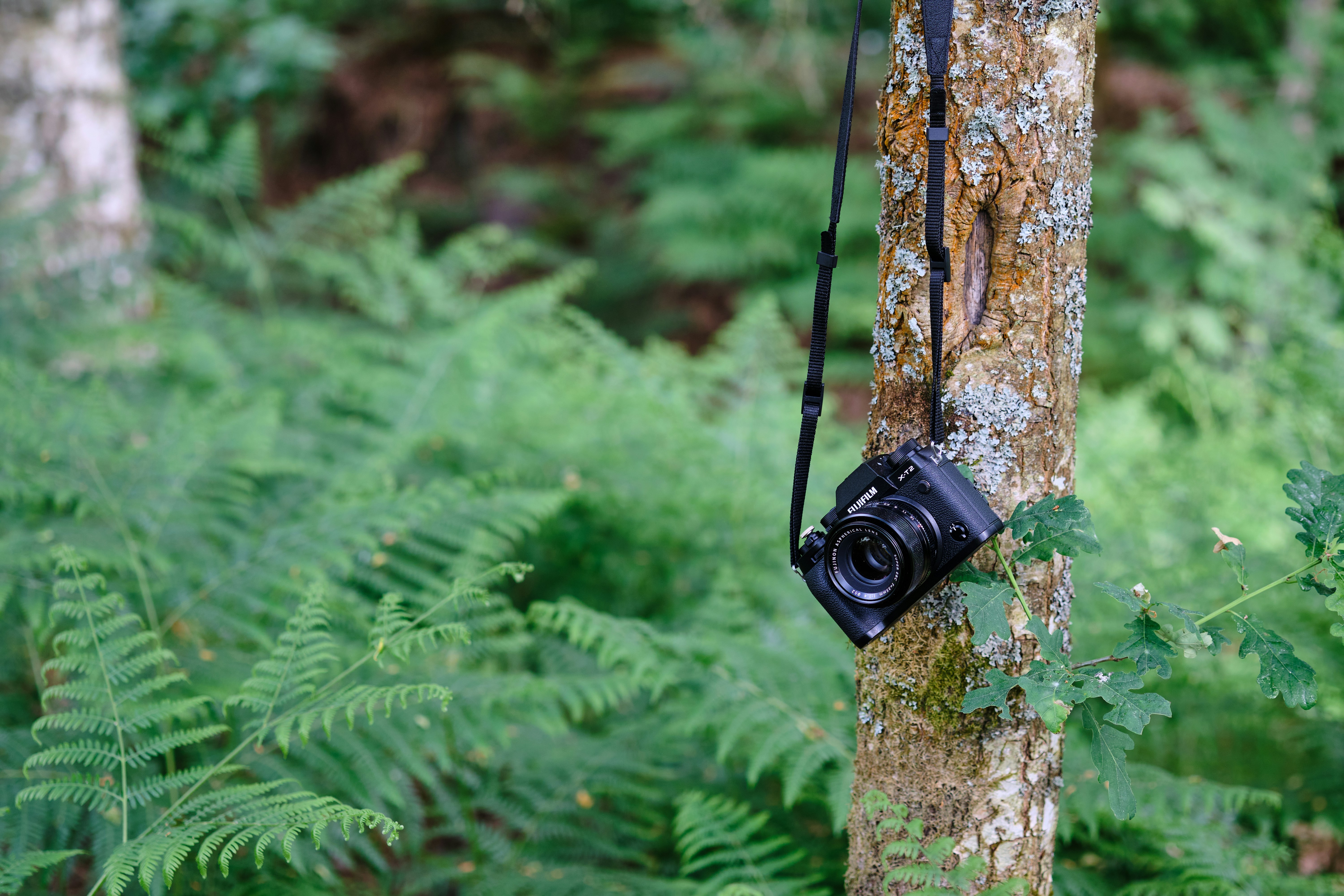 Moss-Wrapped Sentinel: A Compact Camera Clings to a Forest Trunk