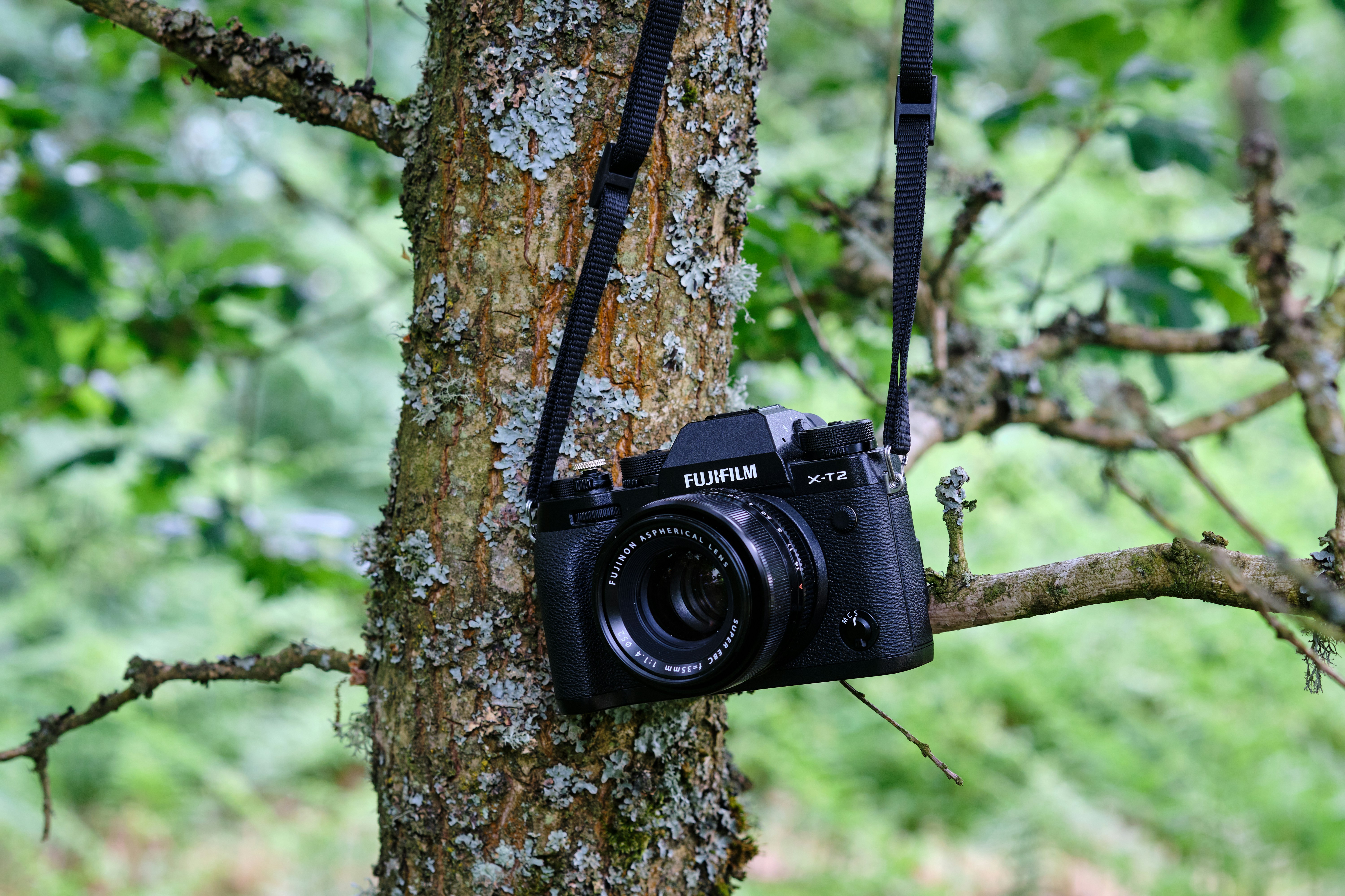 A camera attached to a tree branch in a forest photo – Free Penrith ...