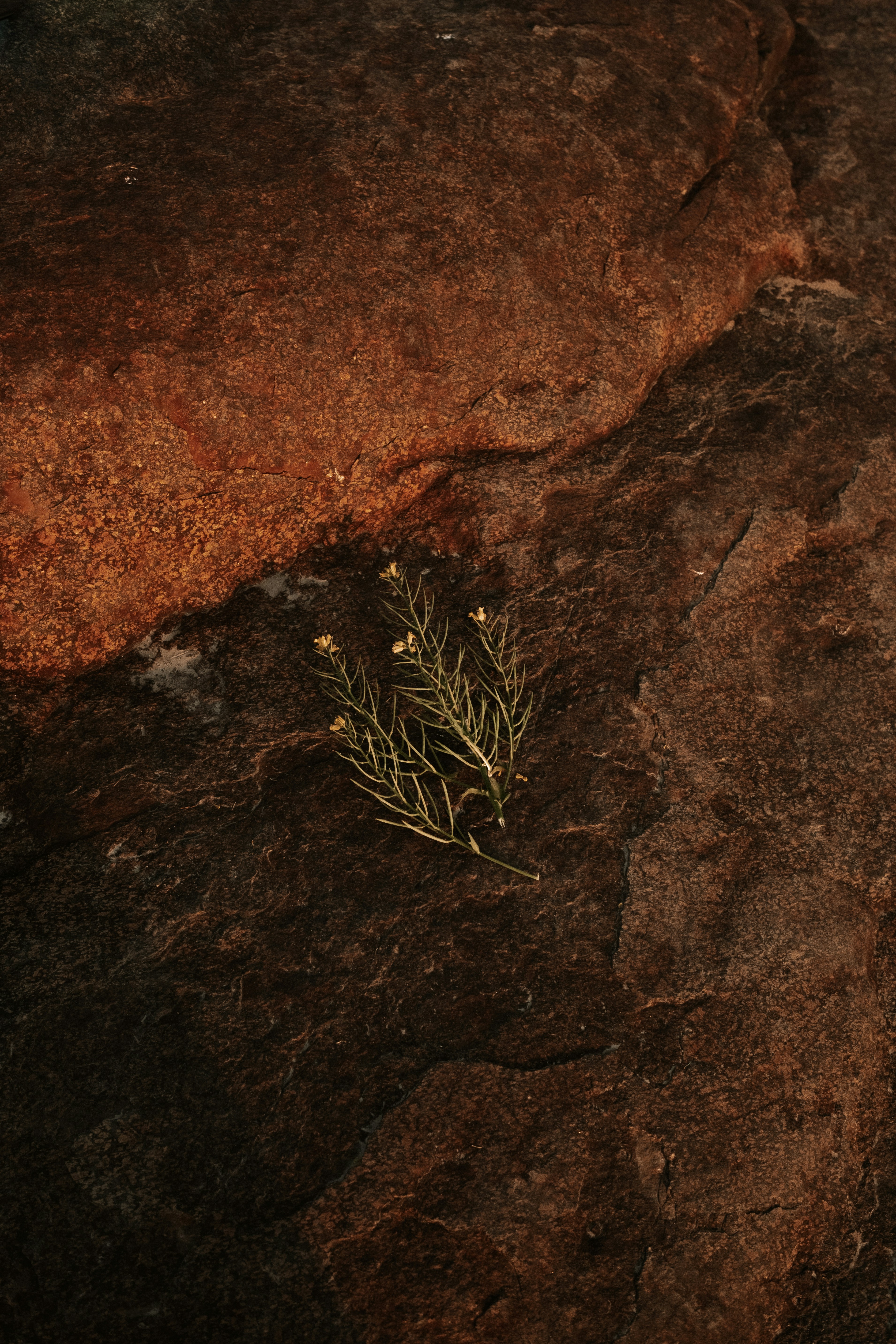 A plant growing out of a crack in a rock photo – Free Rock Image on ...
