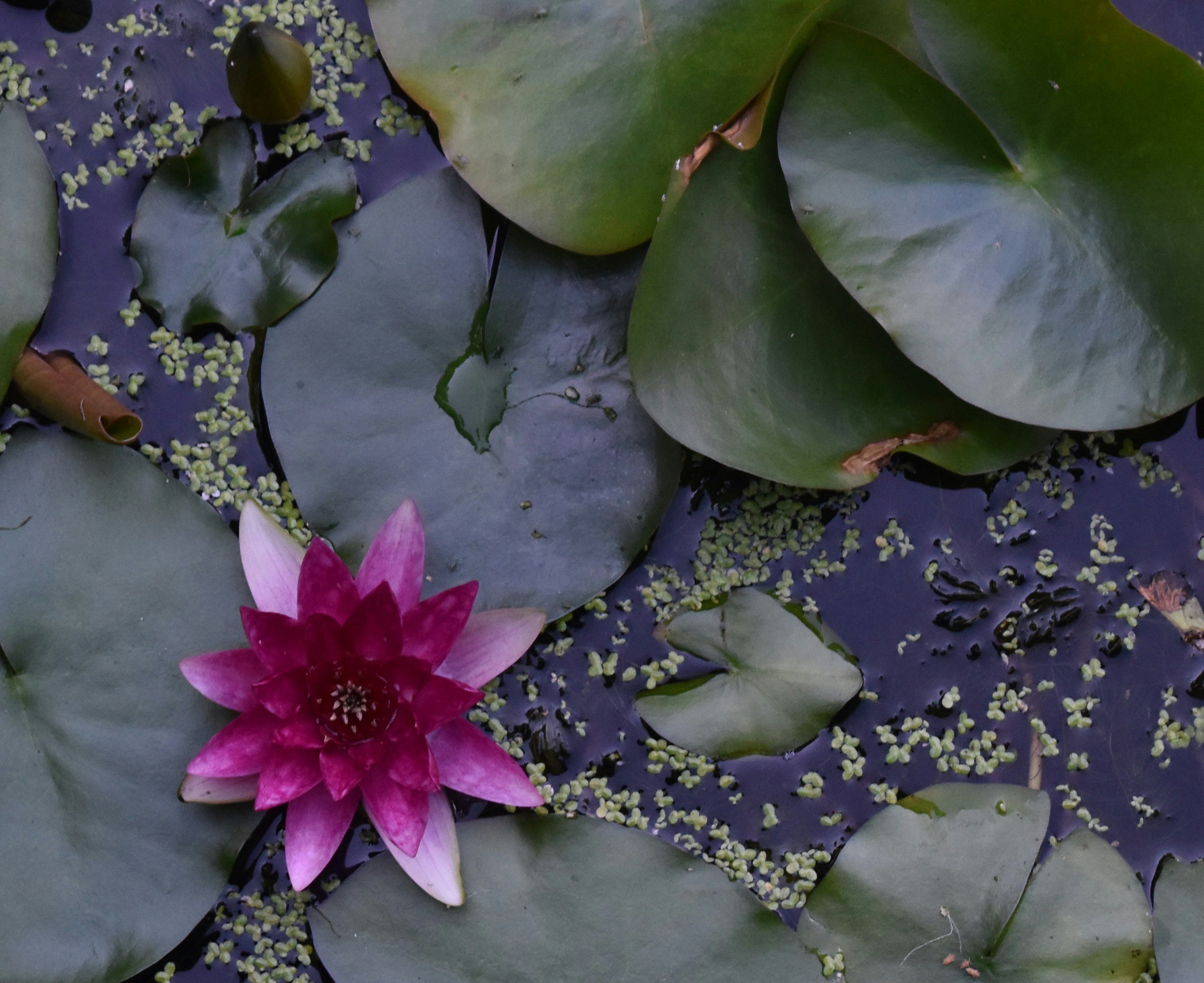 Scarlet Lotus Amid Floating Green: A Quiet Pond Portrait