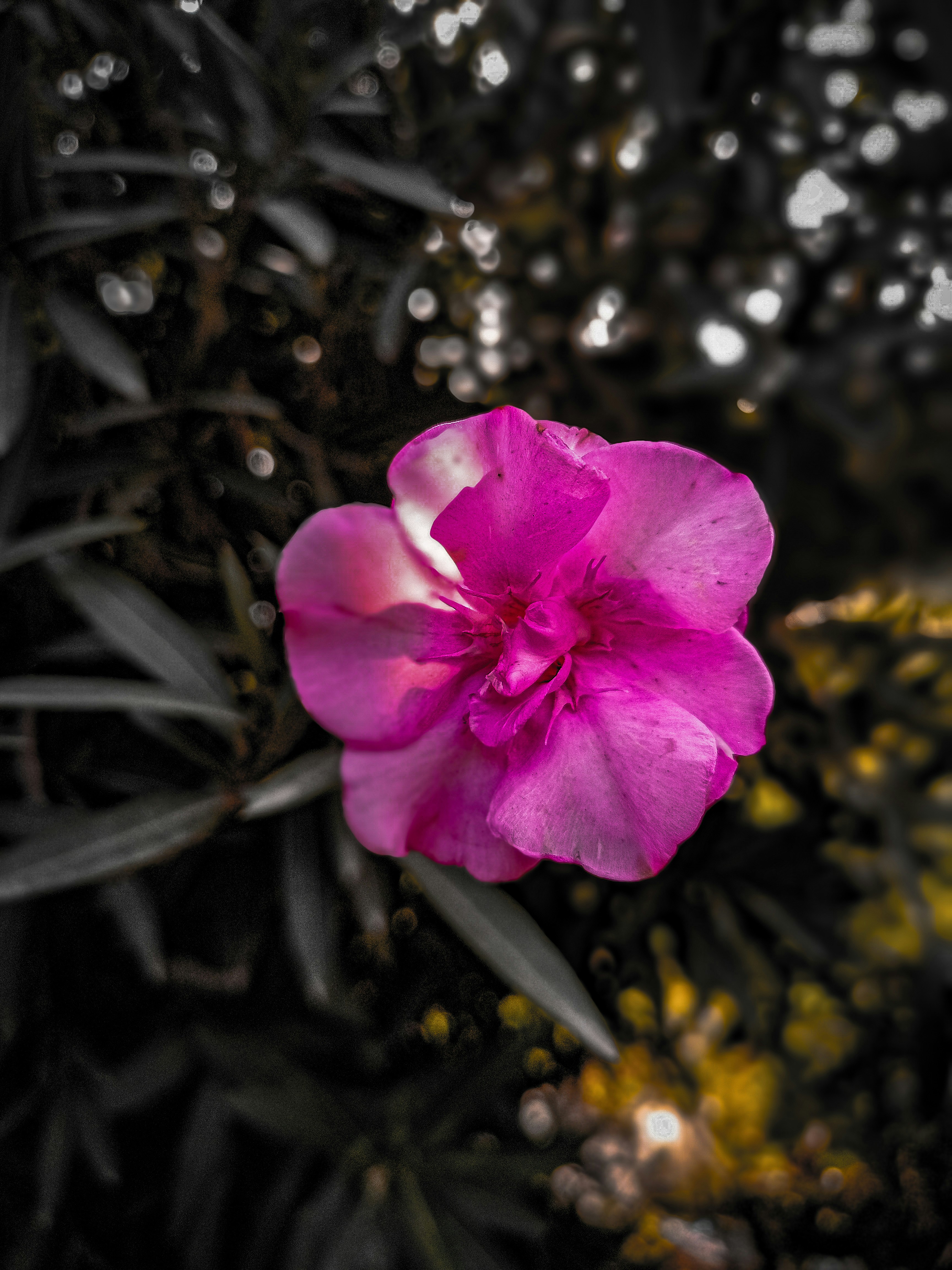 Magenta Blossom in Sharp Focus Against a Velvet Garden Backdrop